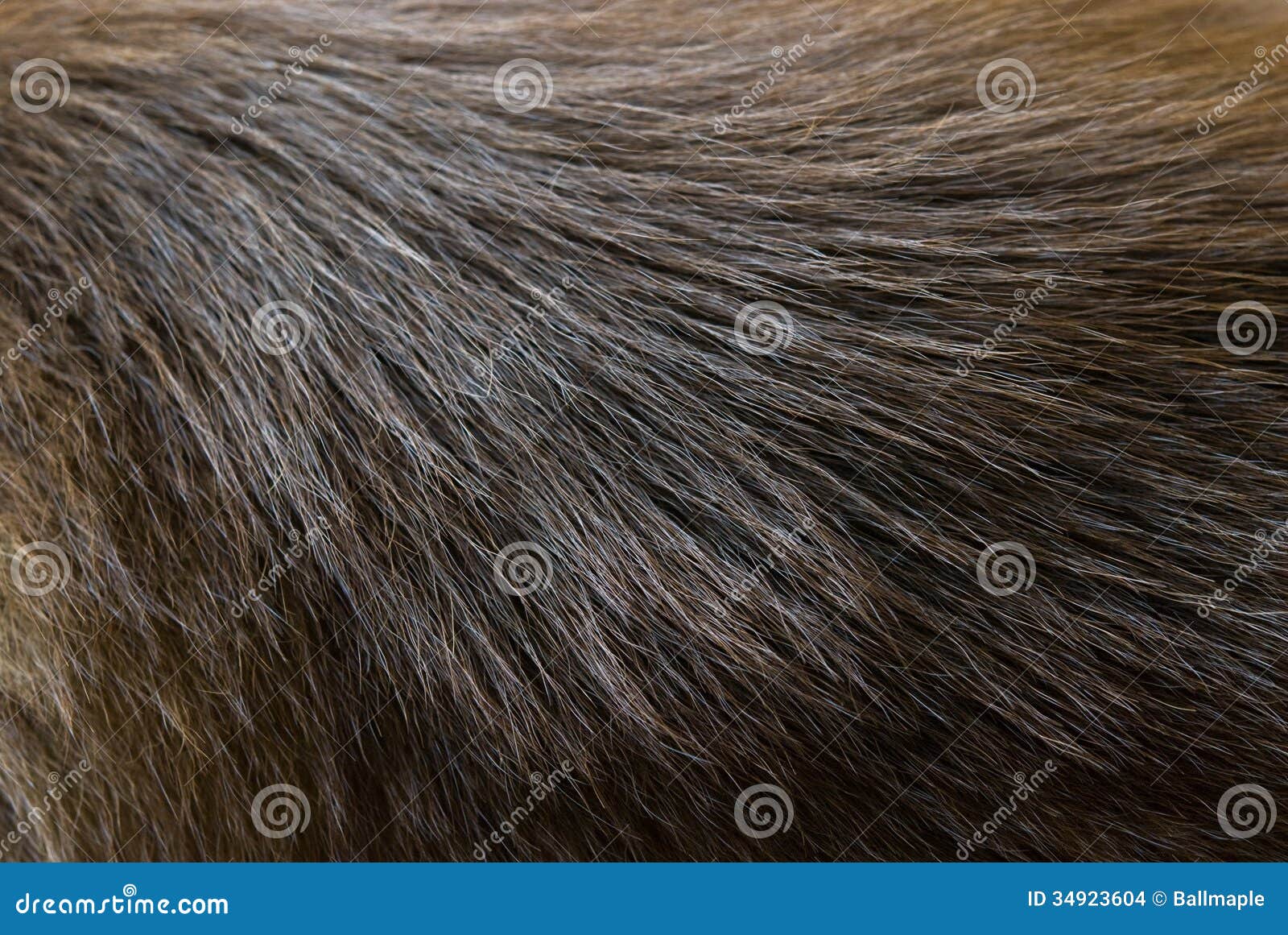 Dog fur texture stock photo. Image of hairy, hair, natural - 34923604
