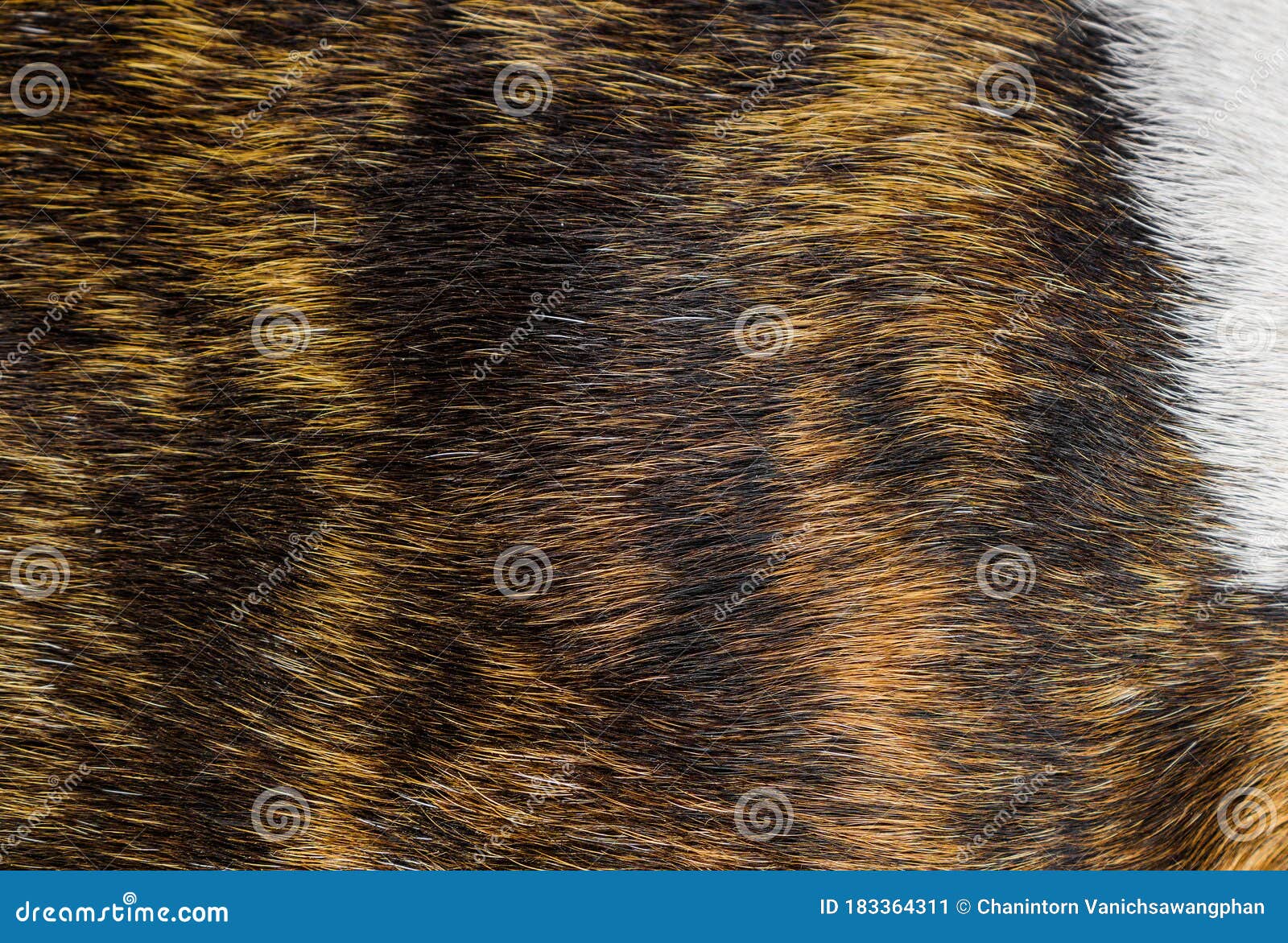 Dog fur texture, hair dog. stock image. Image of monkey - 183364311
