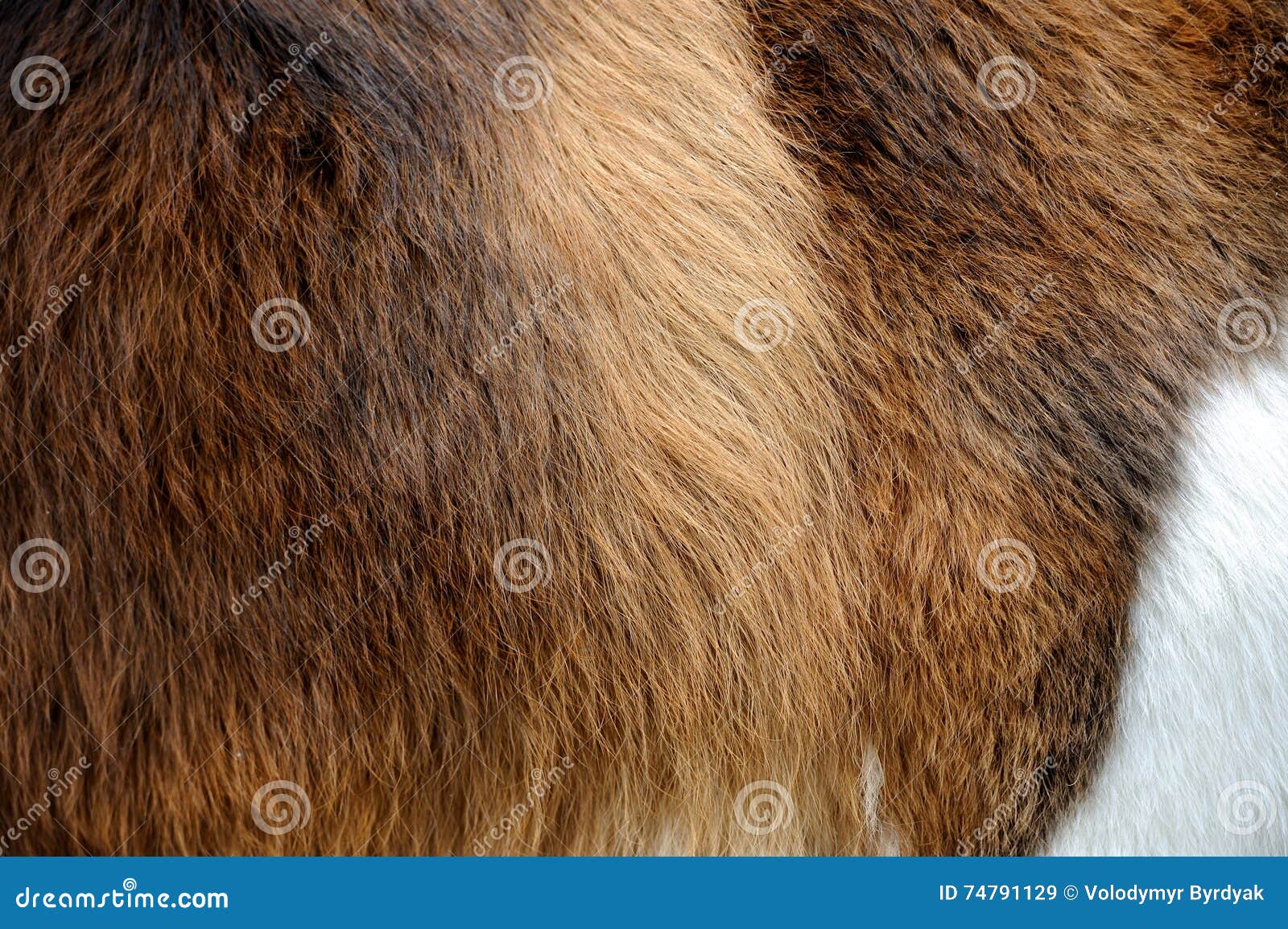 Dog fur textures stock image. Image of brown, close, color - 74791129