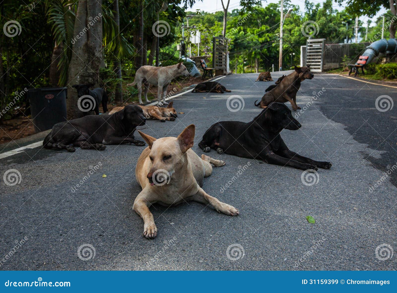 Dog Gang stock image. Image of tree, walking, green, unhappy - 31159399