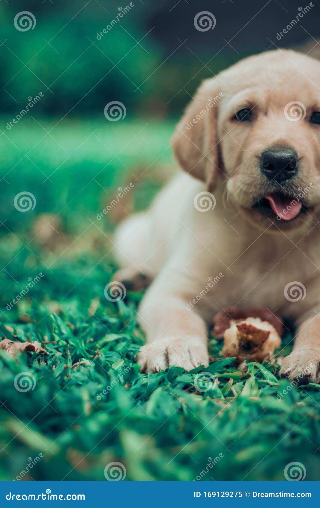 Dog in a Garden stock image. Image of labordor, puppy - 169129275