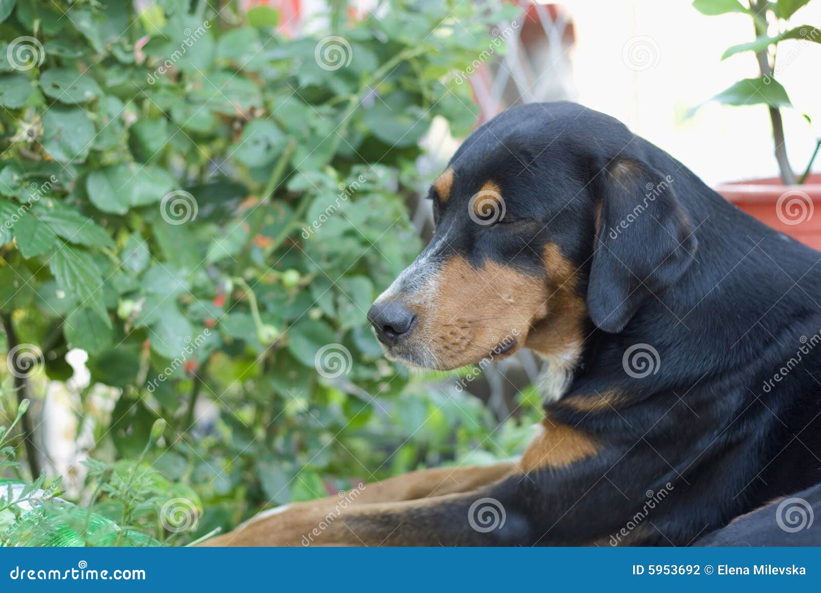 Dog in a garden stock photo. Image of beautiful, pedigree - 5953692