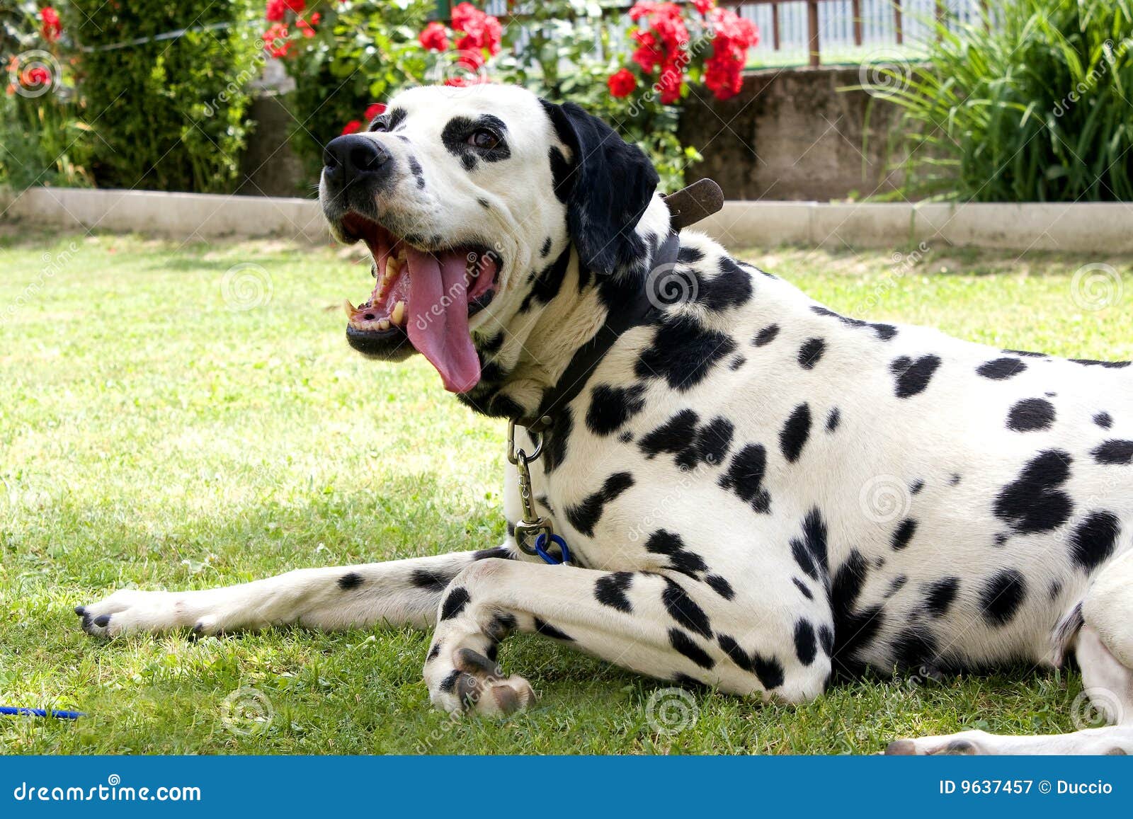 Dog in the garden stock image. Image of white, crouching - 9637457
