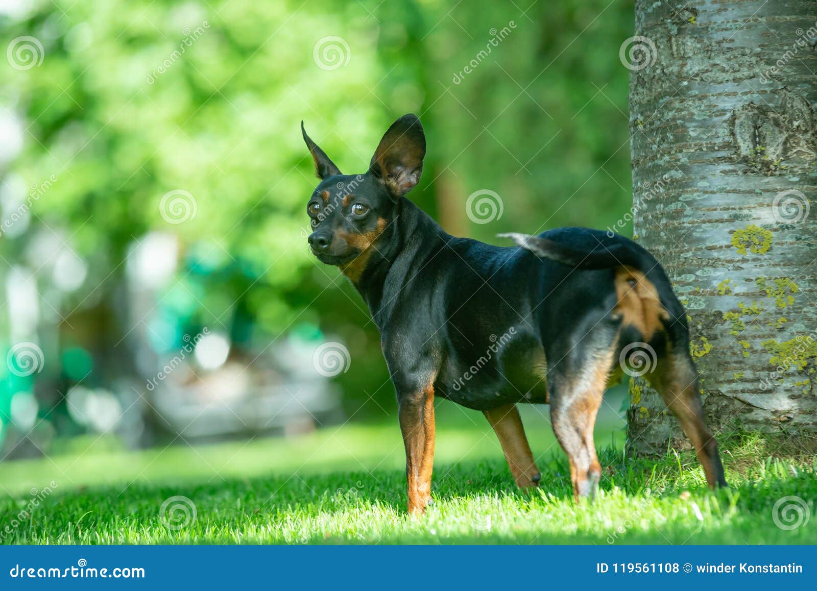 Colorful Doc stock photo. Image of colorful, tree, garden - 119561108