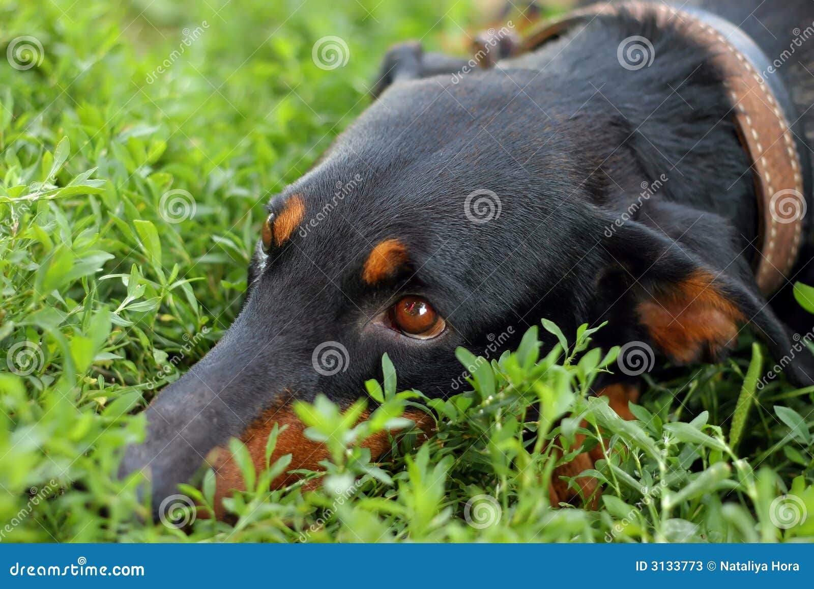Dog gaze stock image. Image of staring, sadness, purebred - 3133773