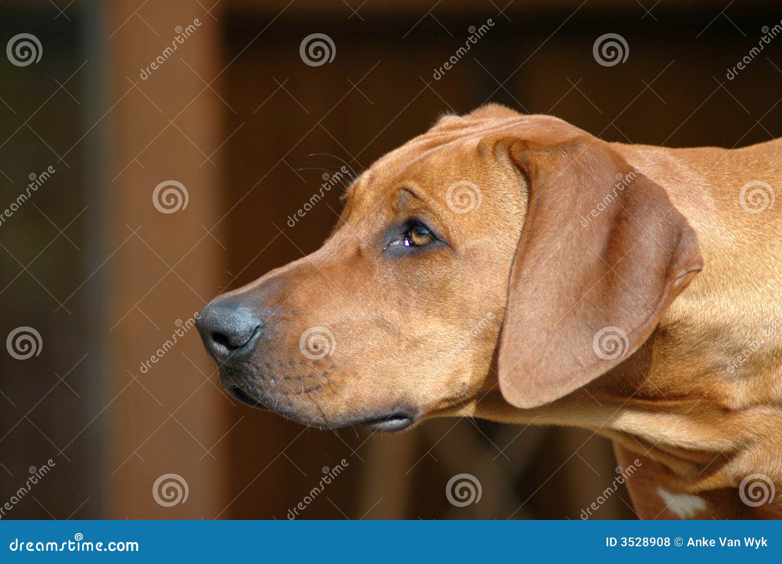 Dog gazing stock photo. Image of canines, doggies, canine - 3528908