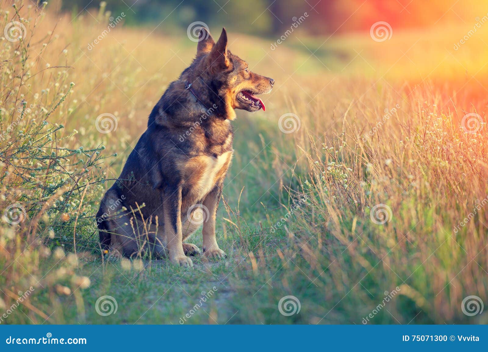 Dog gazing sunset stock photo. Image of look, puppy, outdoor - 75071300