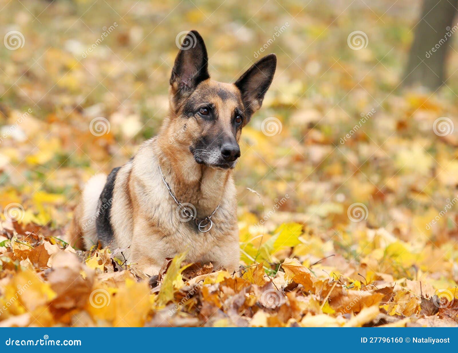 Dog, German Shepherd in the Autumn Wood Stock Photo - Image of animal ...