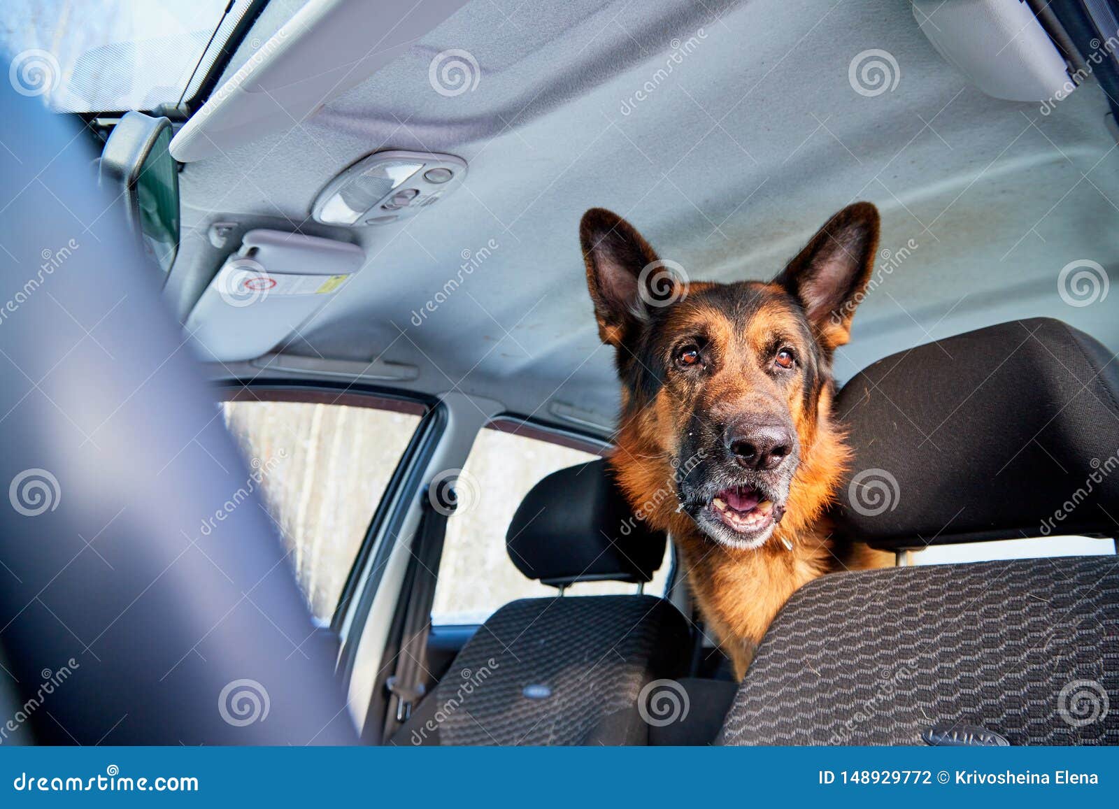 Dog German Shepherd in a Car during Travel Stock Photo - Image of ...