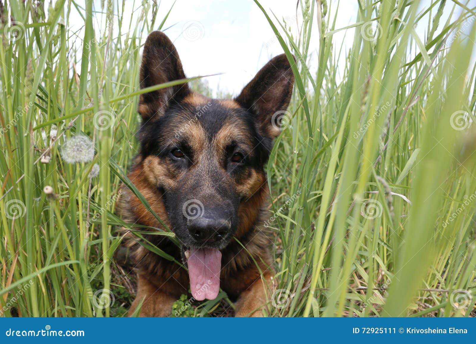 Dog German Shepherd on the Field Stock Image - Image of glass, paws ...