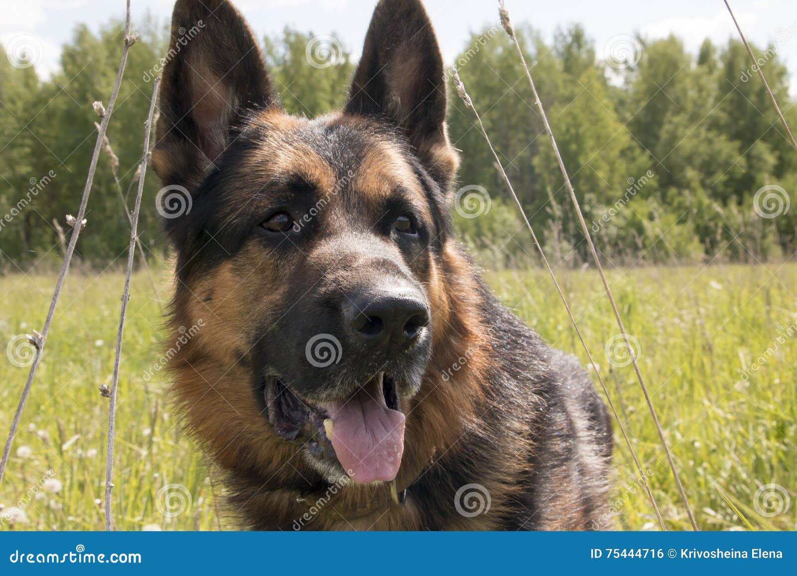Dog German Shepherd on the Field Stock Photo - Image of claws, shepherd ...