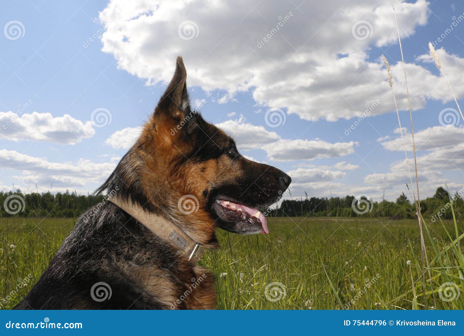 Dog German Shepherd on the Field Stock Photo - Image of claws, outside ...