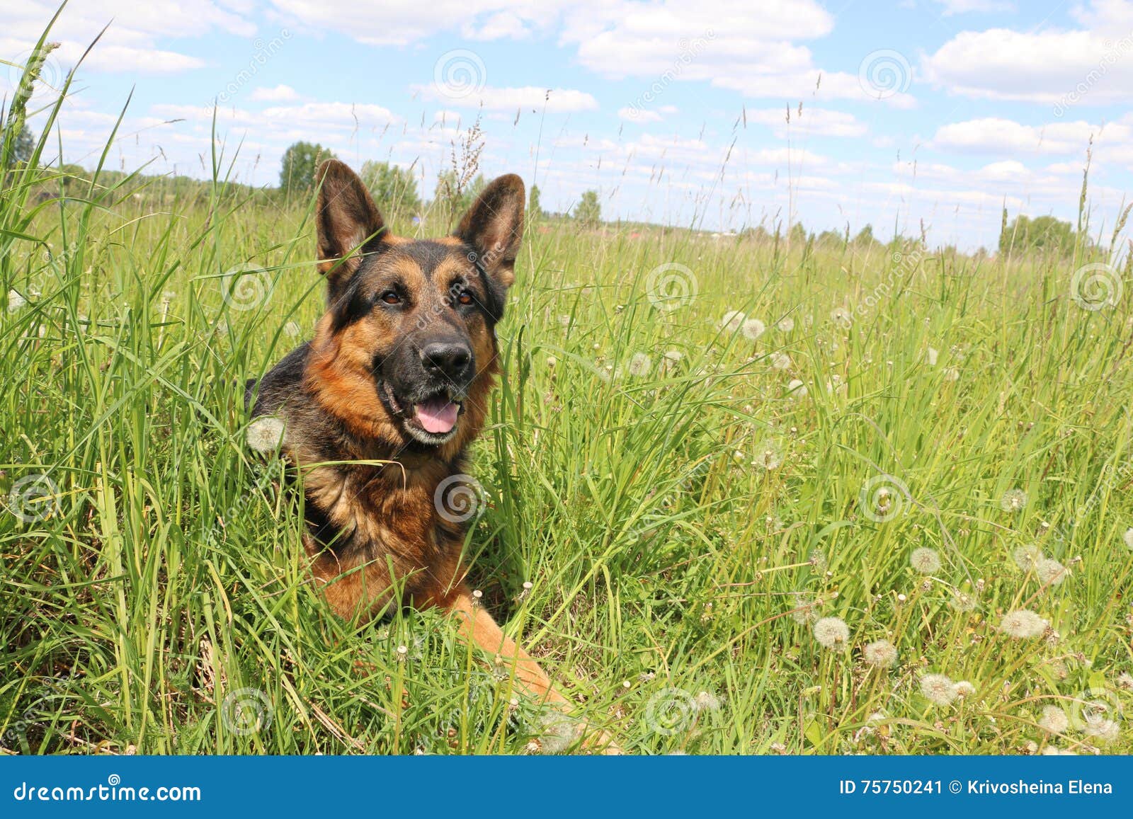 Dog German Shepherd on the Field Stock Image - Image of paws, police ...