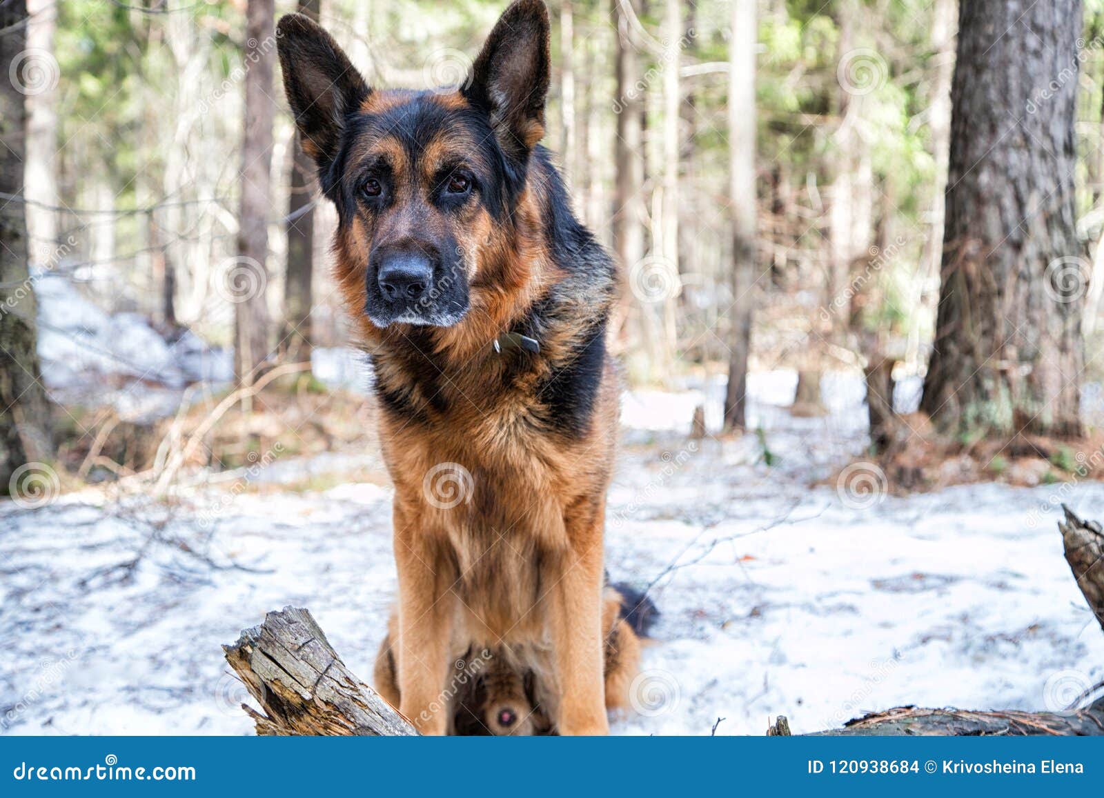 Dog German Shepherd in the Forest in an Early Spring Stock Photo ...