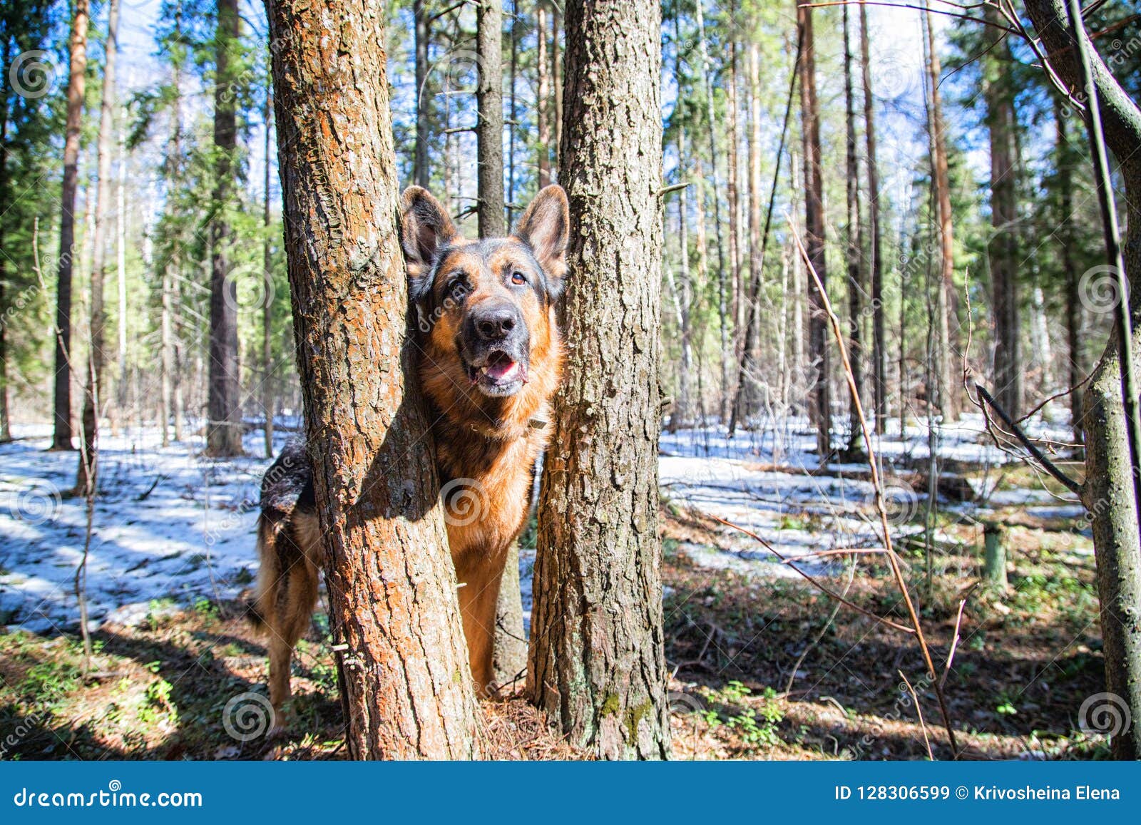 Dog German Shepherd in the Forest in an Early Spring Stock Image ...