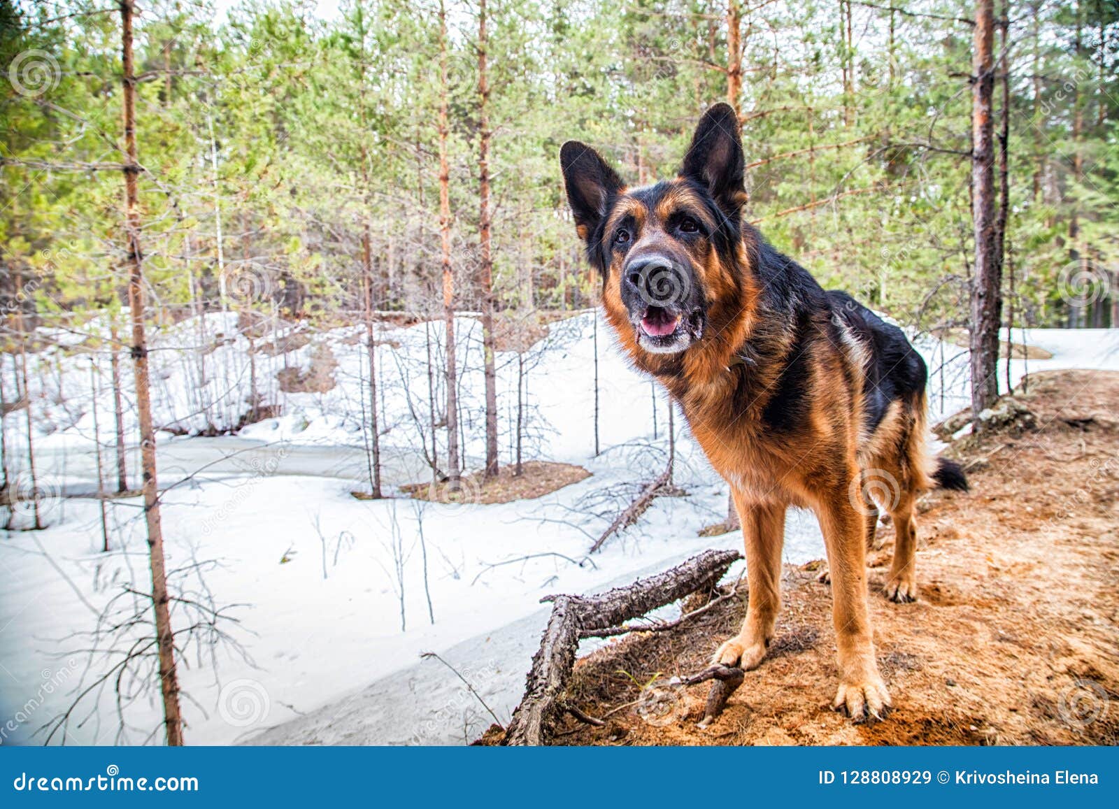 Dog German Shepherd in the Forest in an Early Spring Stock Image ...