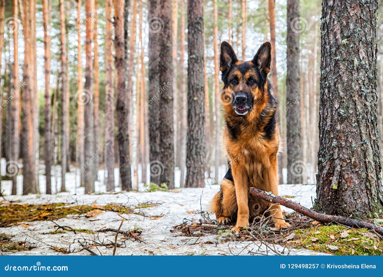 Dog German Shepherd in the Forest in an Early Spring Stock Image ...