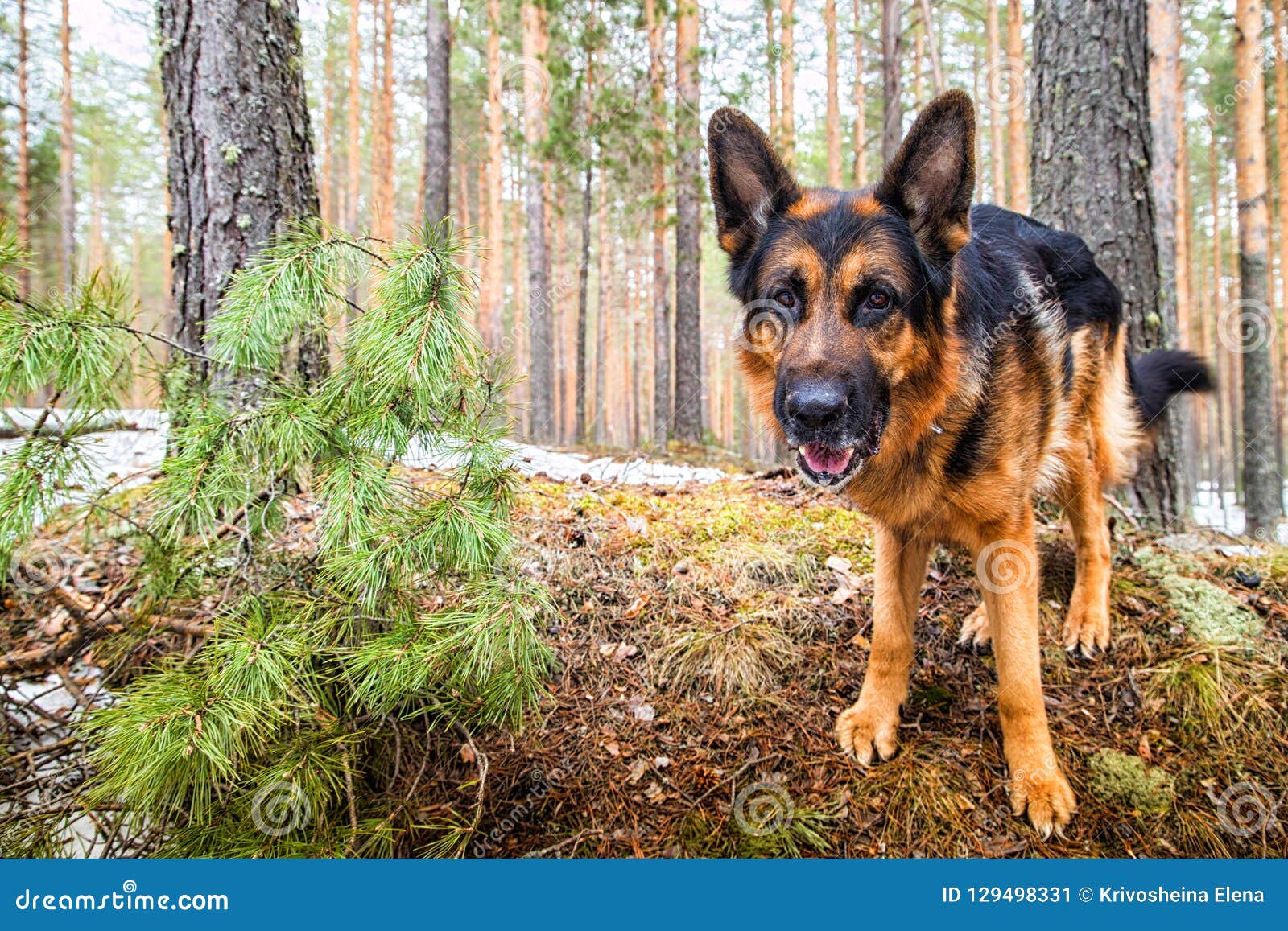 Dog German Shepherd in the Forest in an Early Spring Stock Image ...