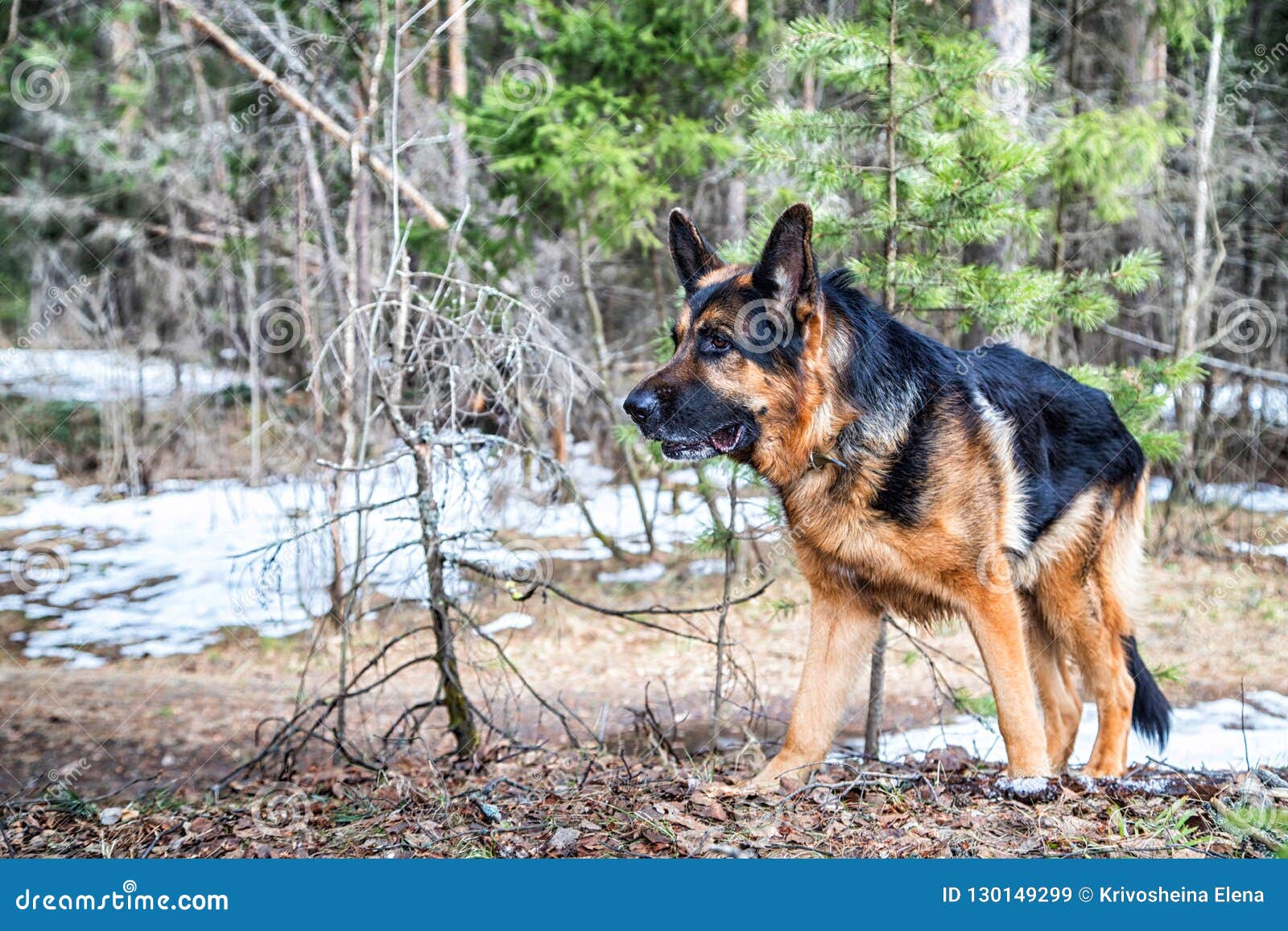 Dog German Shepherd in the Forest in an Early Spring Stock Image ...