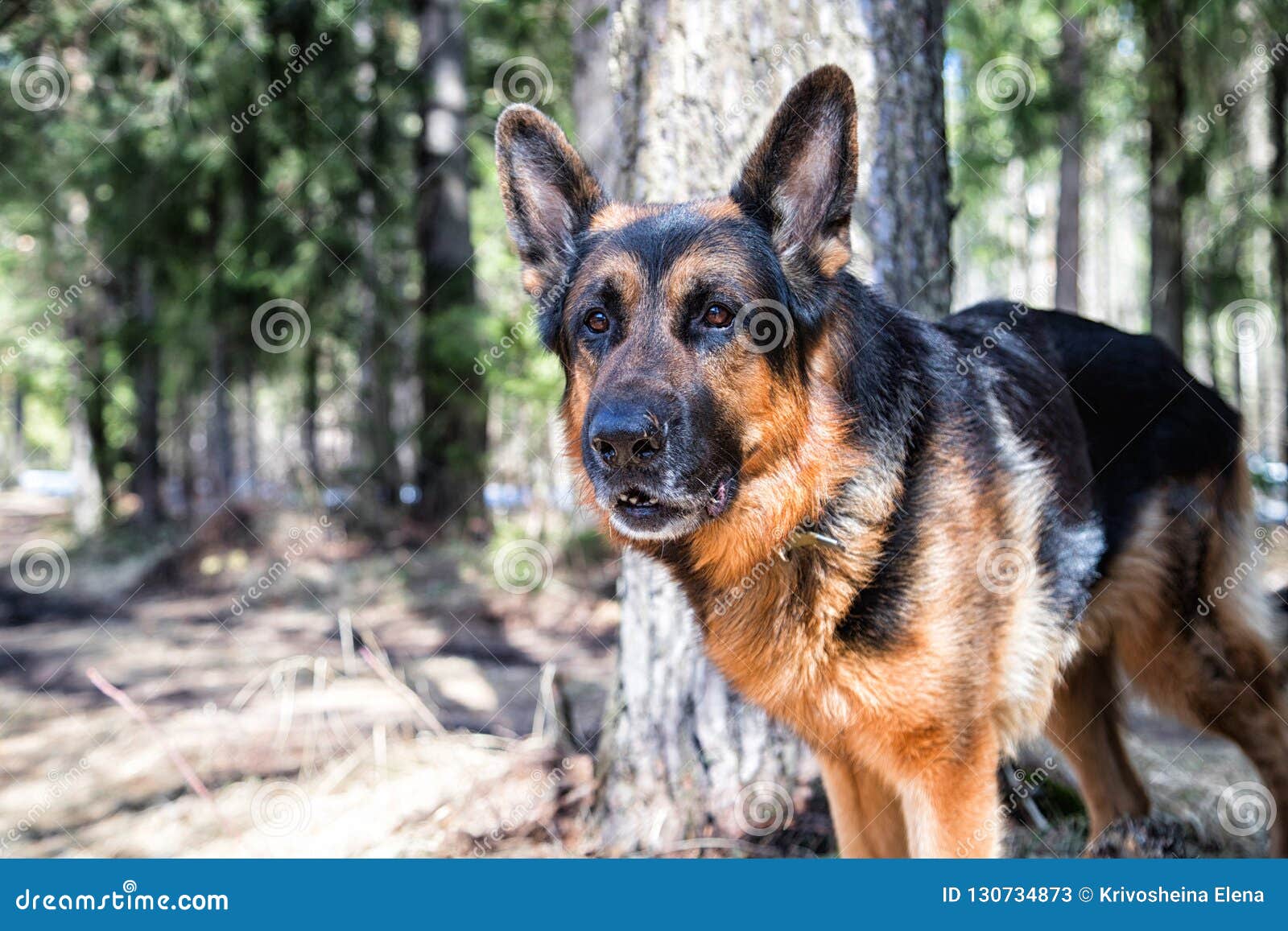 Dog German Shepherd in the Forest in an Early Spring Stock Image ...