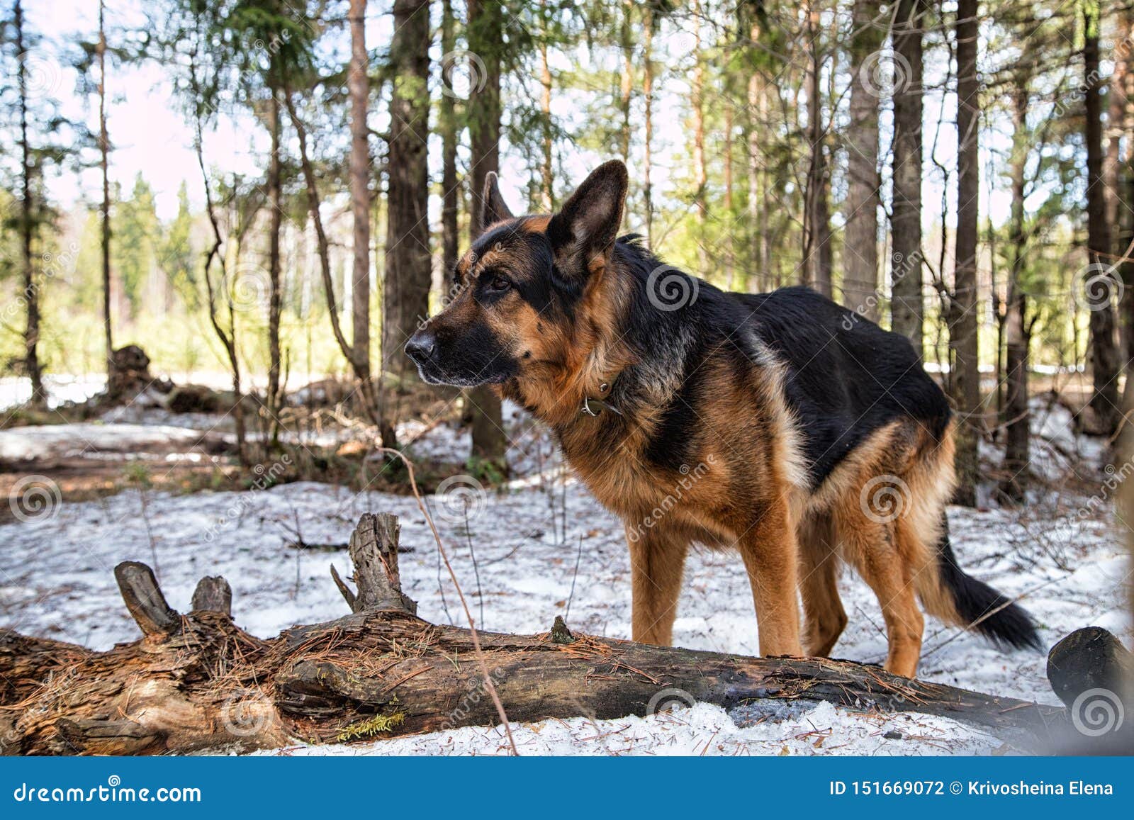 Dog German Shepherd in the Forest in an Early Spring Stock Photo ...