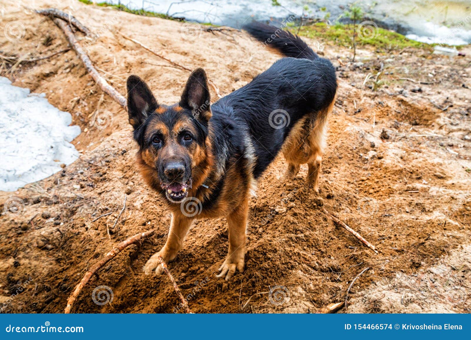 Dog German Shepherd in the Forest in an Early Spring Stock Photo ...