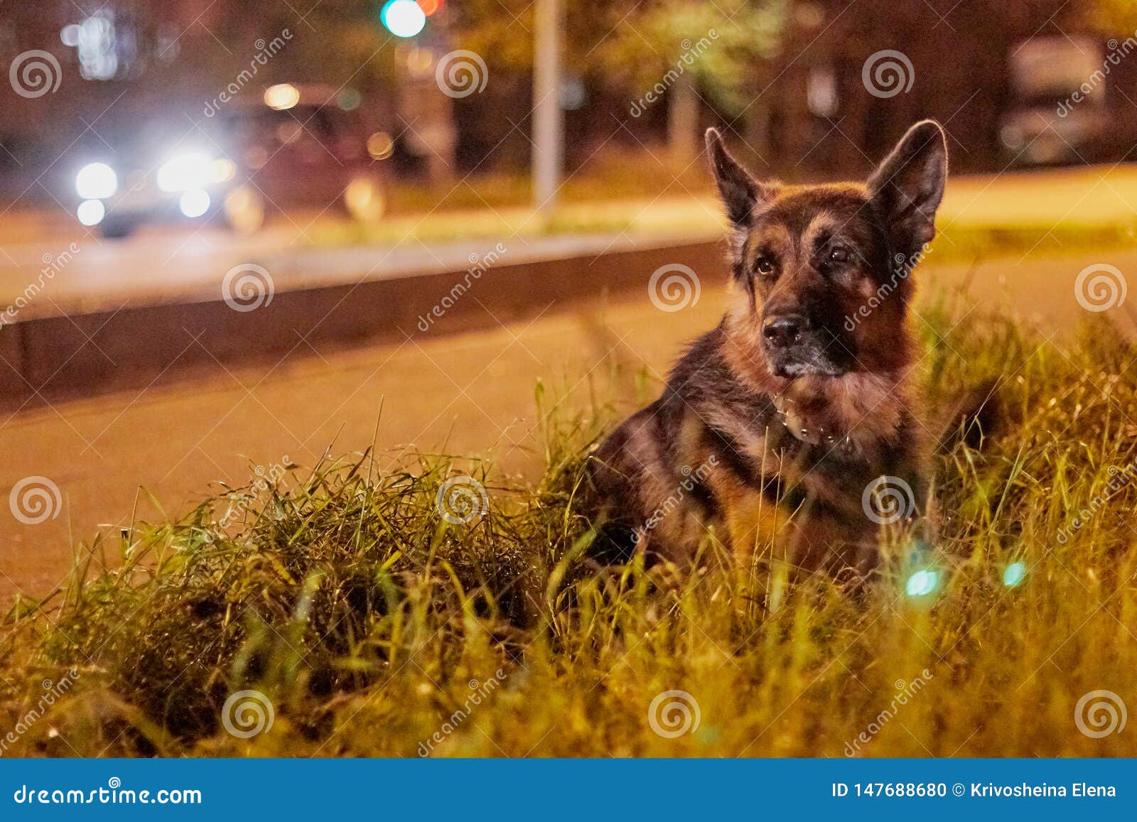Dog German Shepherd Outdoors in a Dark Night Stock Photo - Image of ...