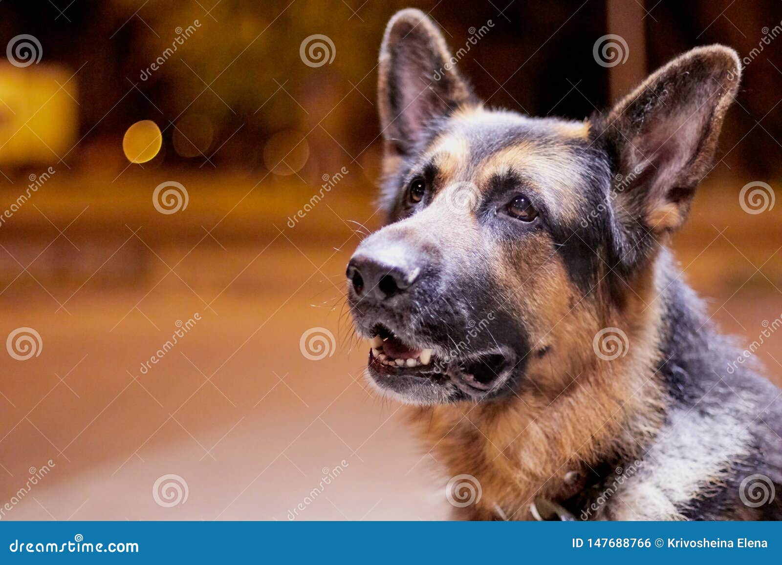 Dog German Shepherd Outdoors in a Dark Night Stock Photo - Image of ...