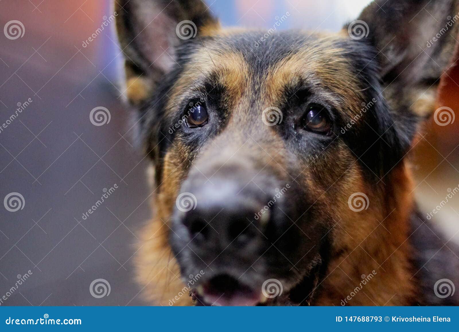 Dog German Shepherd Outdoors in a Dark Night Stock Image - Image of ...