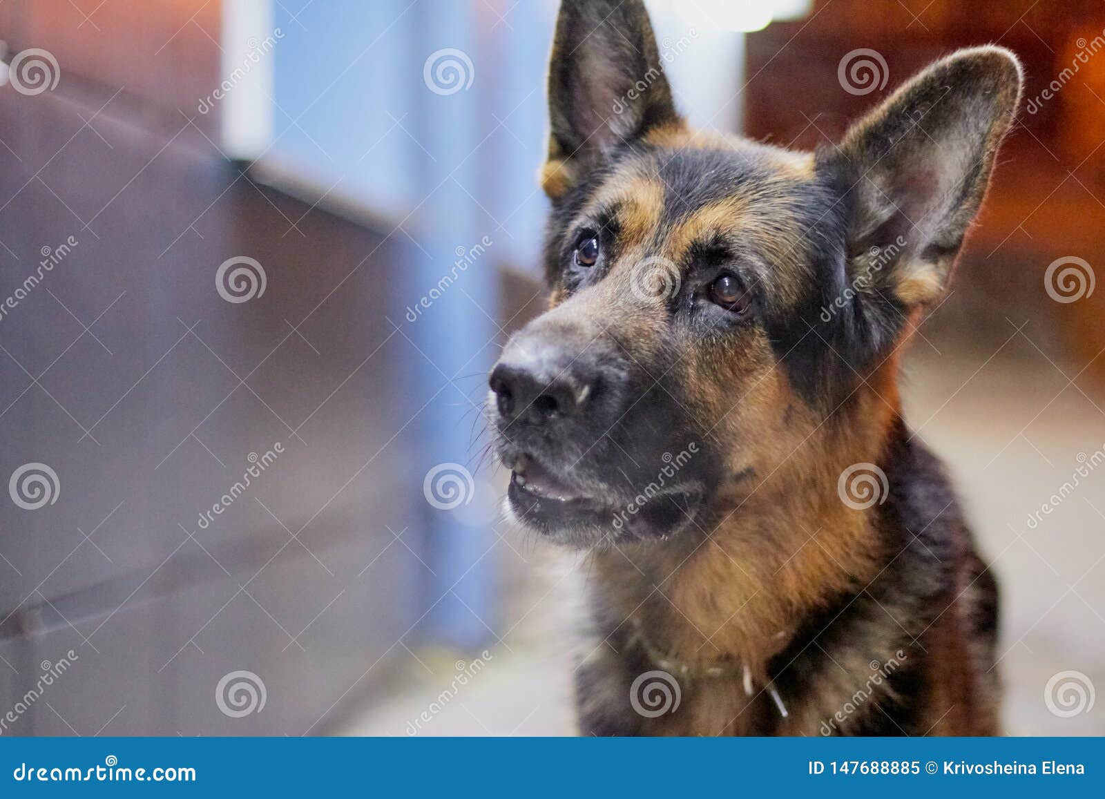 Dog German Shepherd Outdoors in a Dark Night Stock Image - Image of ...