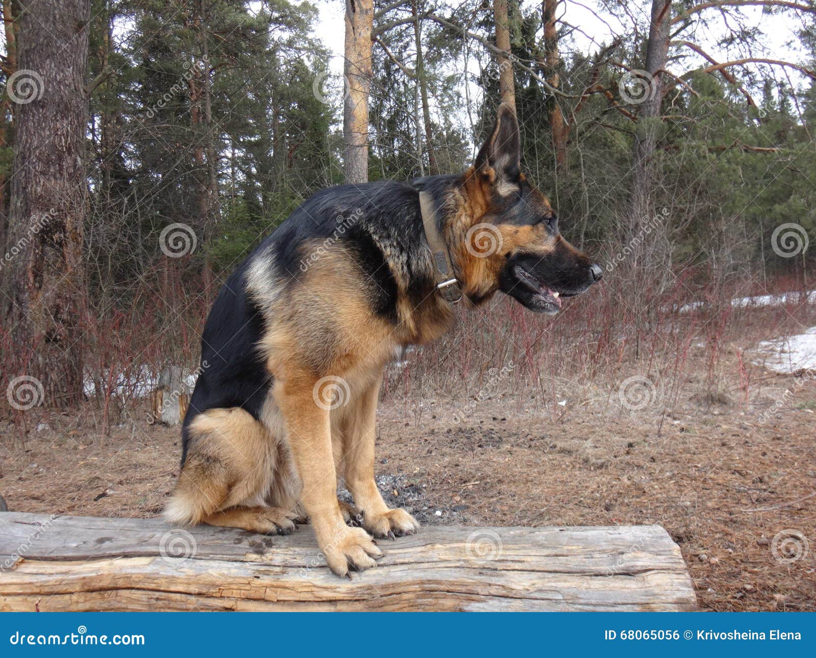 Dog German Shepherd Sitting on a Log in the Forest Stock Photo - Image ...