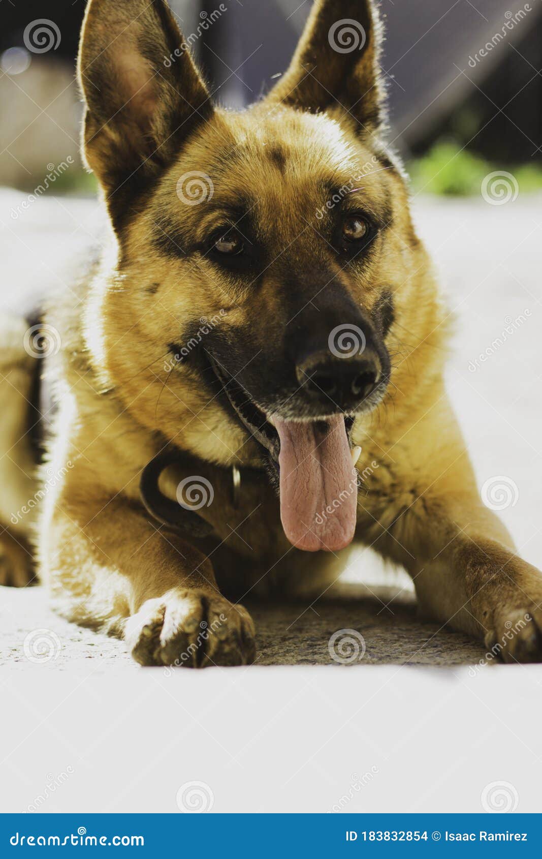 Dog German shepherd stock photo. Image of canino, groovy - 183832854