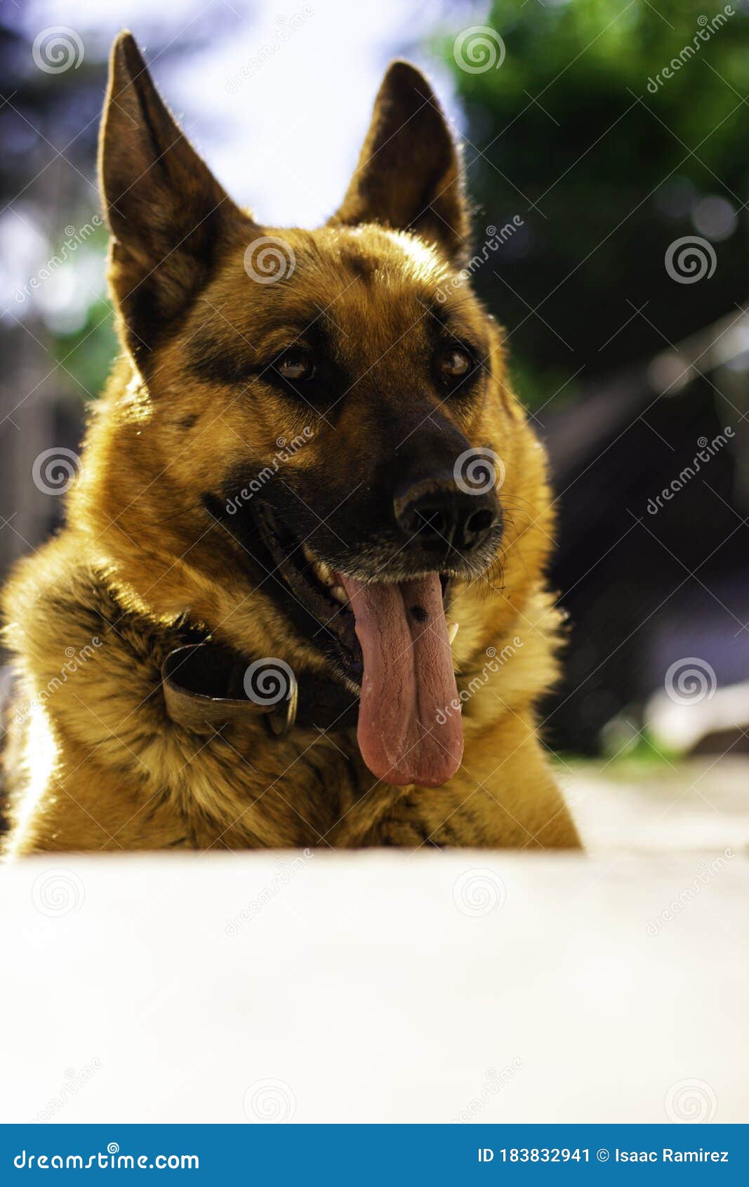 Dog German shepherd stock image. Image of cute, portrait - 183832941