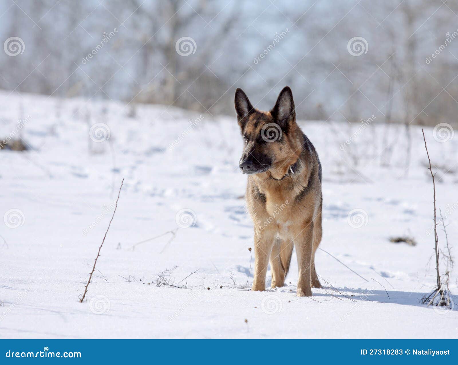Dog, German Shepherd on a Snow-covered Slope Stock Image - Image of ...