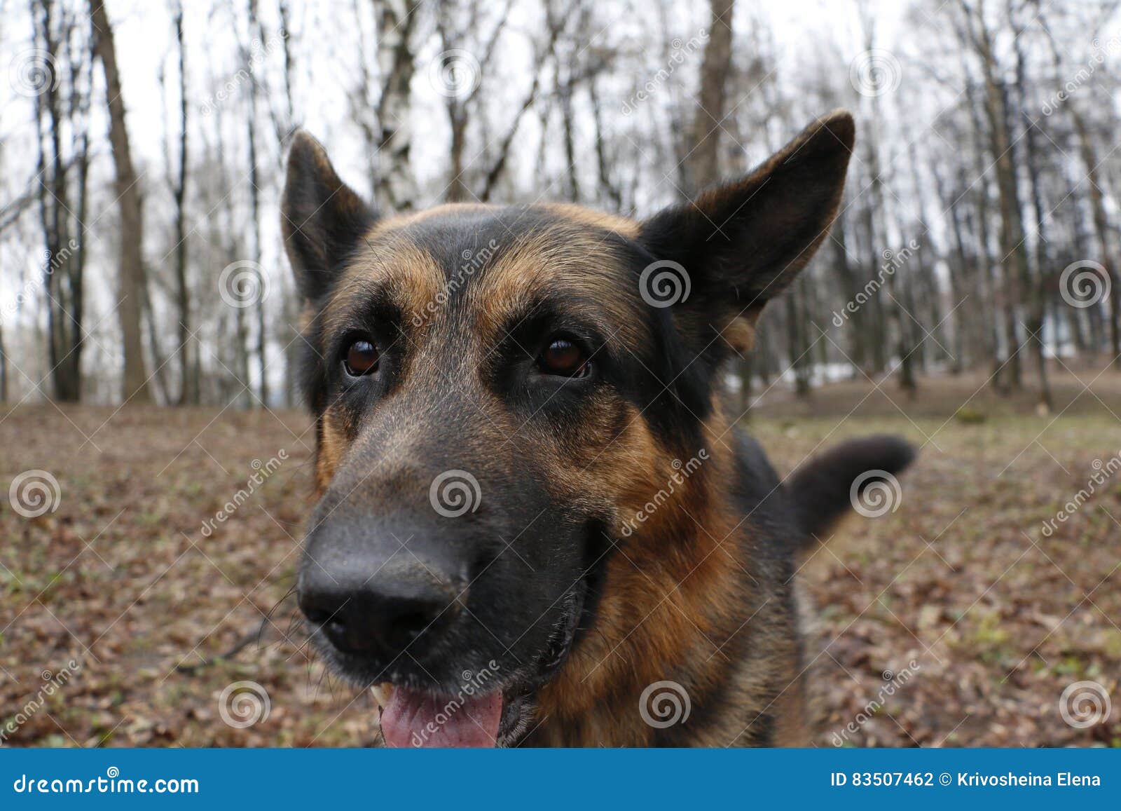 Dog German Shepherd in a Spring Day Stock Photo - Image of cheerful ...