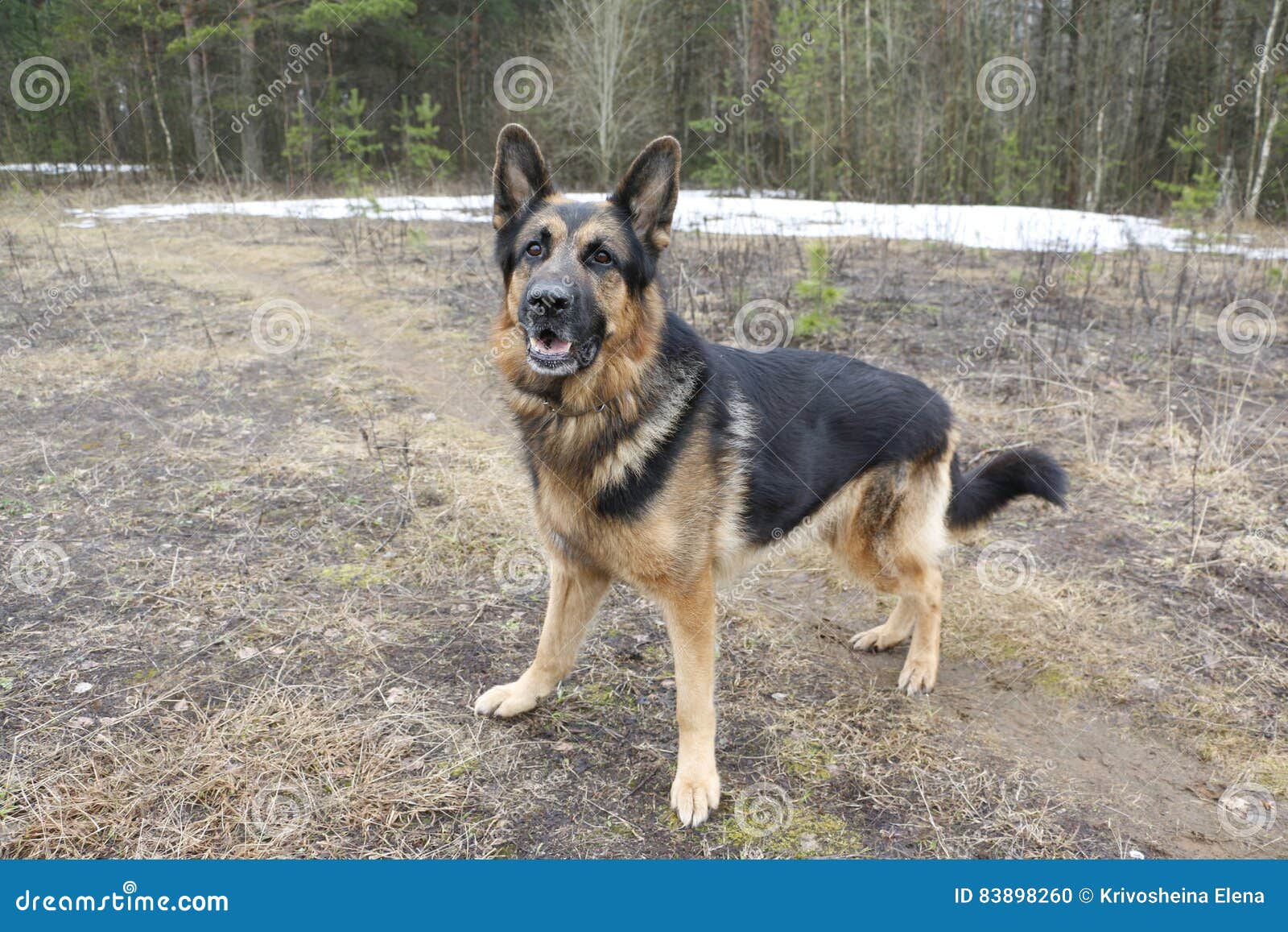 Dog German Shepherd in a Spring Day Stock Photo - Image of police ...