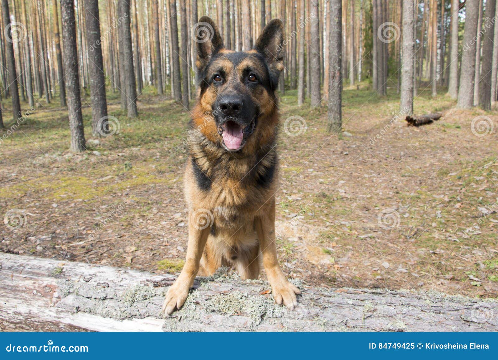 Dog German Shepherd in a Spring Day Stock Image - Image of courage ...