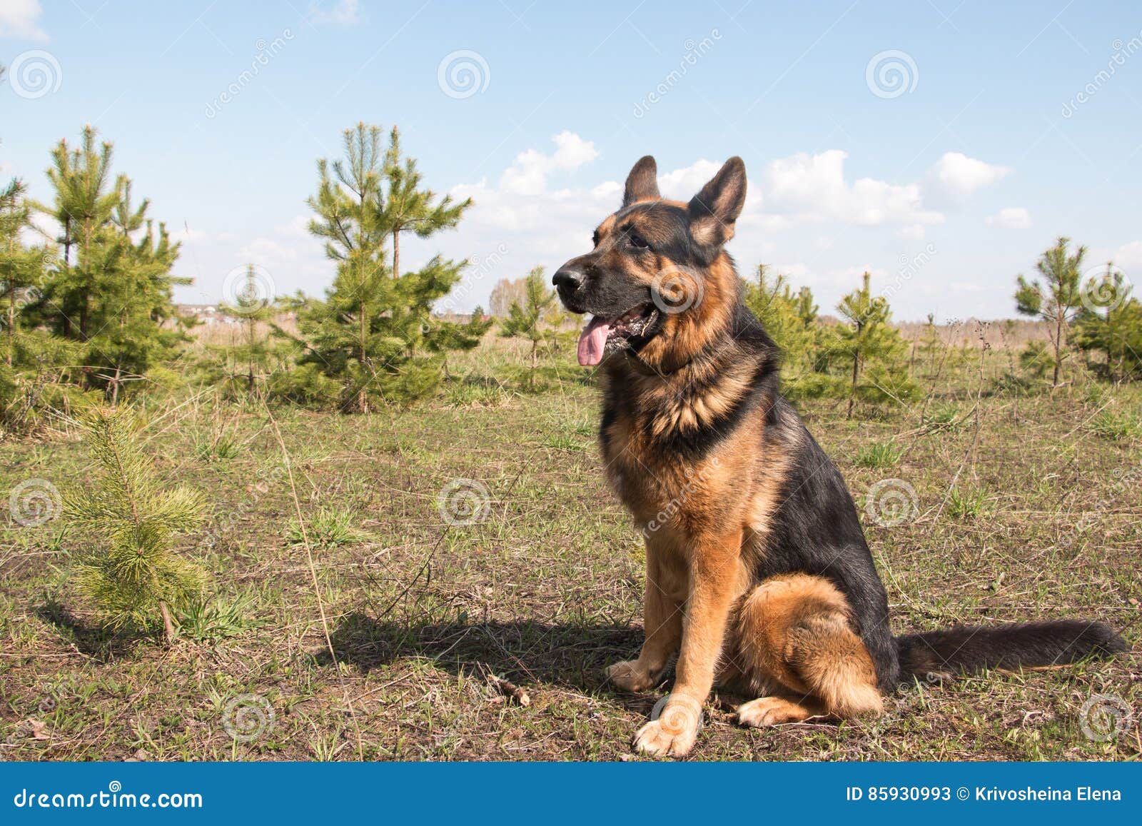 Dog German Shepherd in a Spring Day Stock Image - Image of military ...