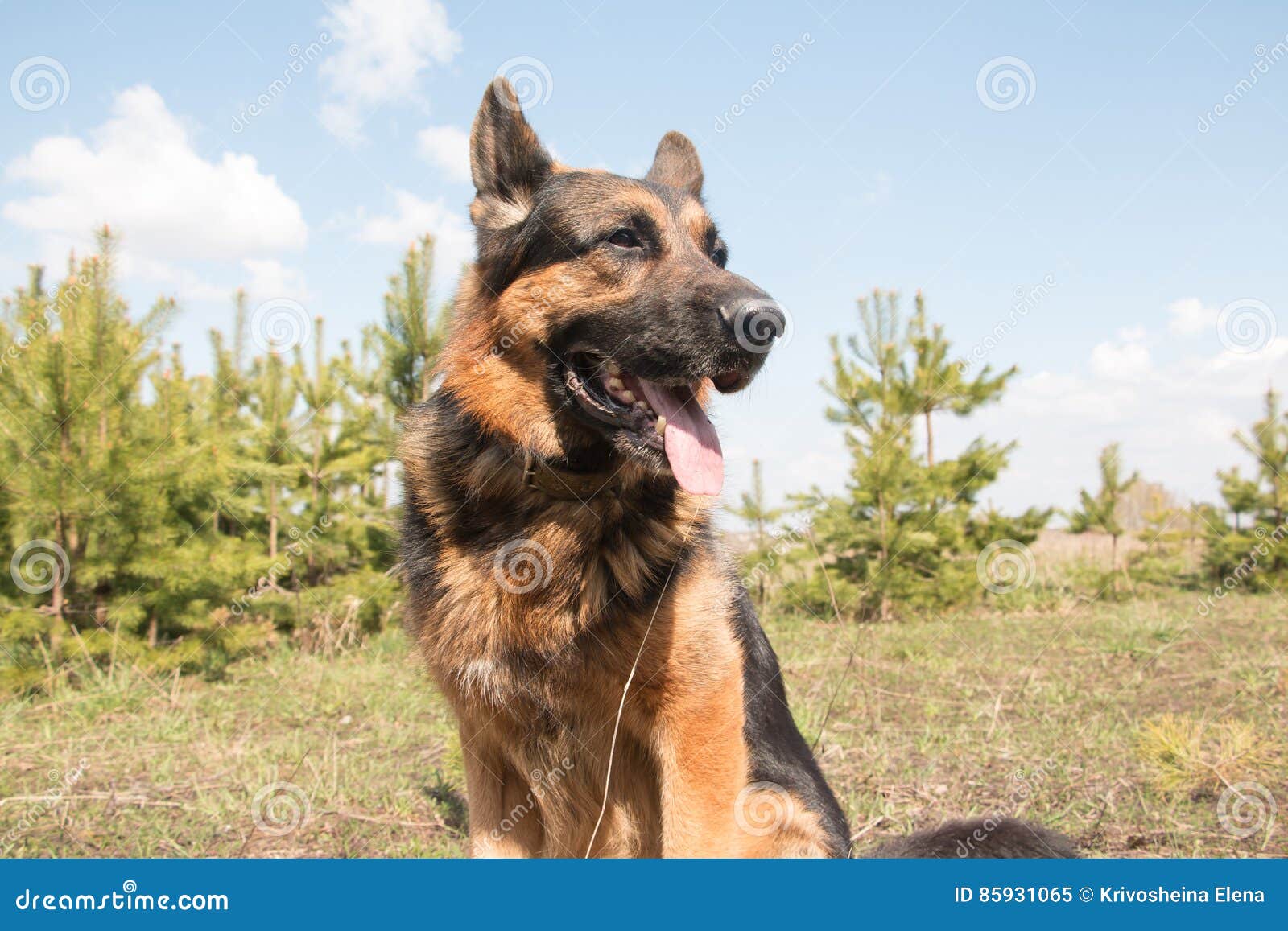 Dog German Shepherd in a Spring Day Stock Image - Image of practice ...