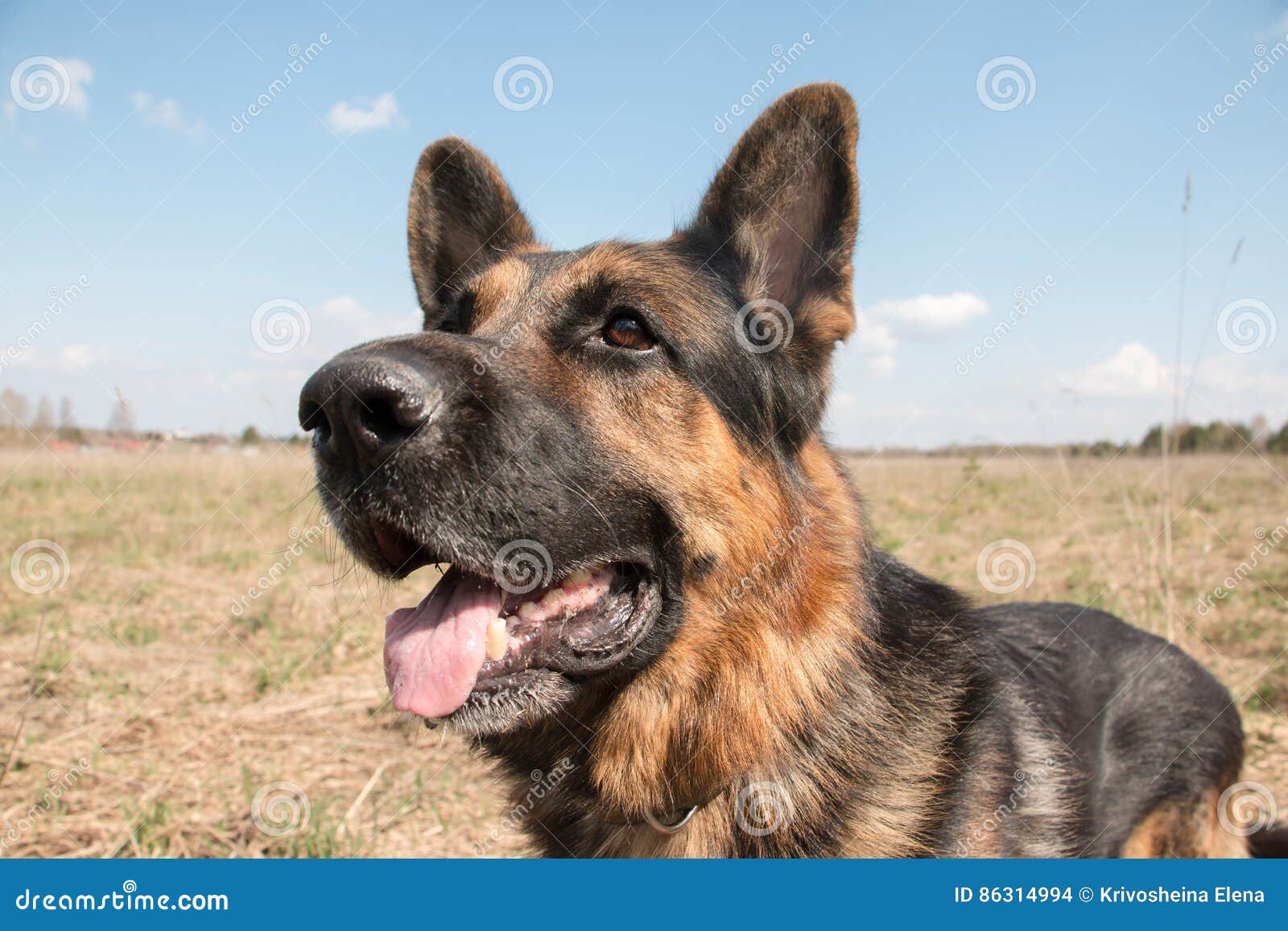 Dog German Shepherd in a Spring Day Stock Photo - Image of team, ears ...