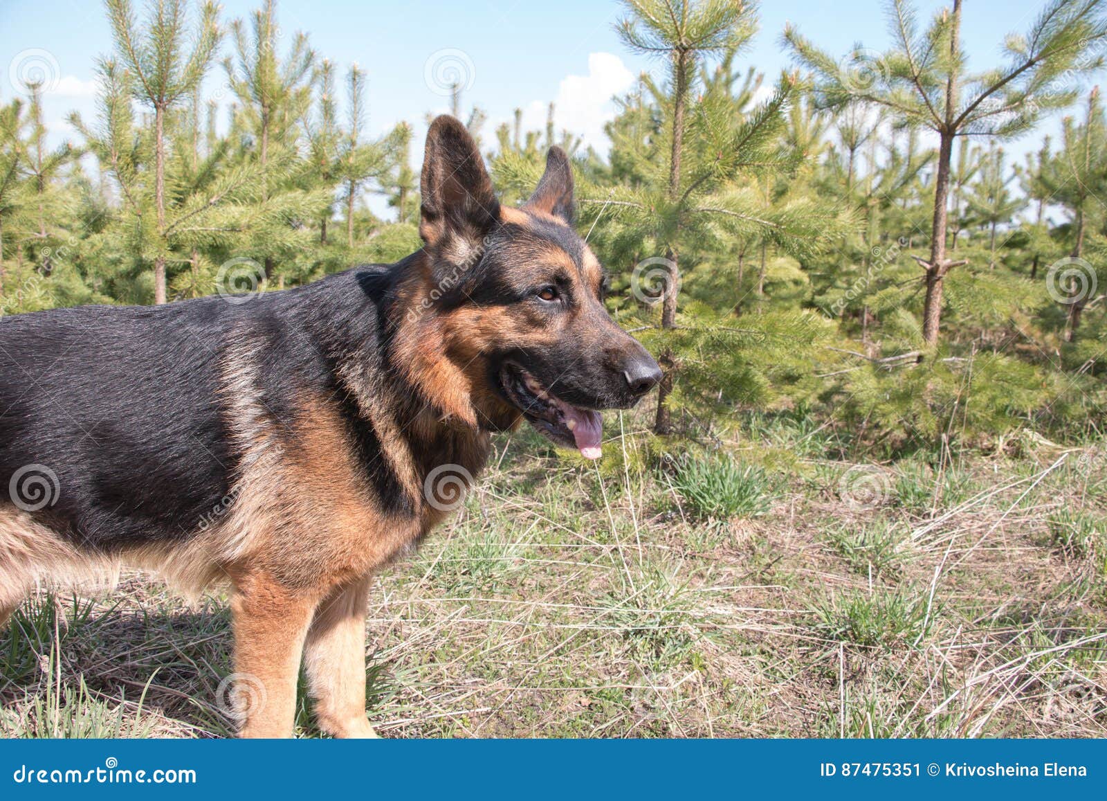 Dog German Shepherd in a Spring Day Stock Image - Image of friendship ...