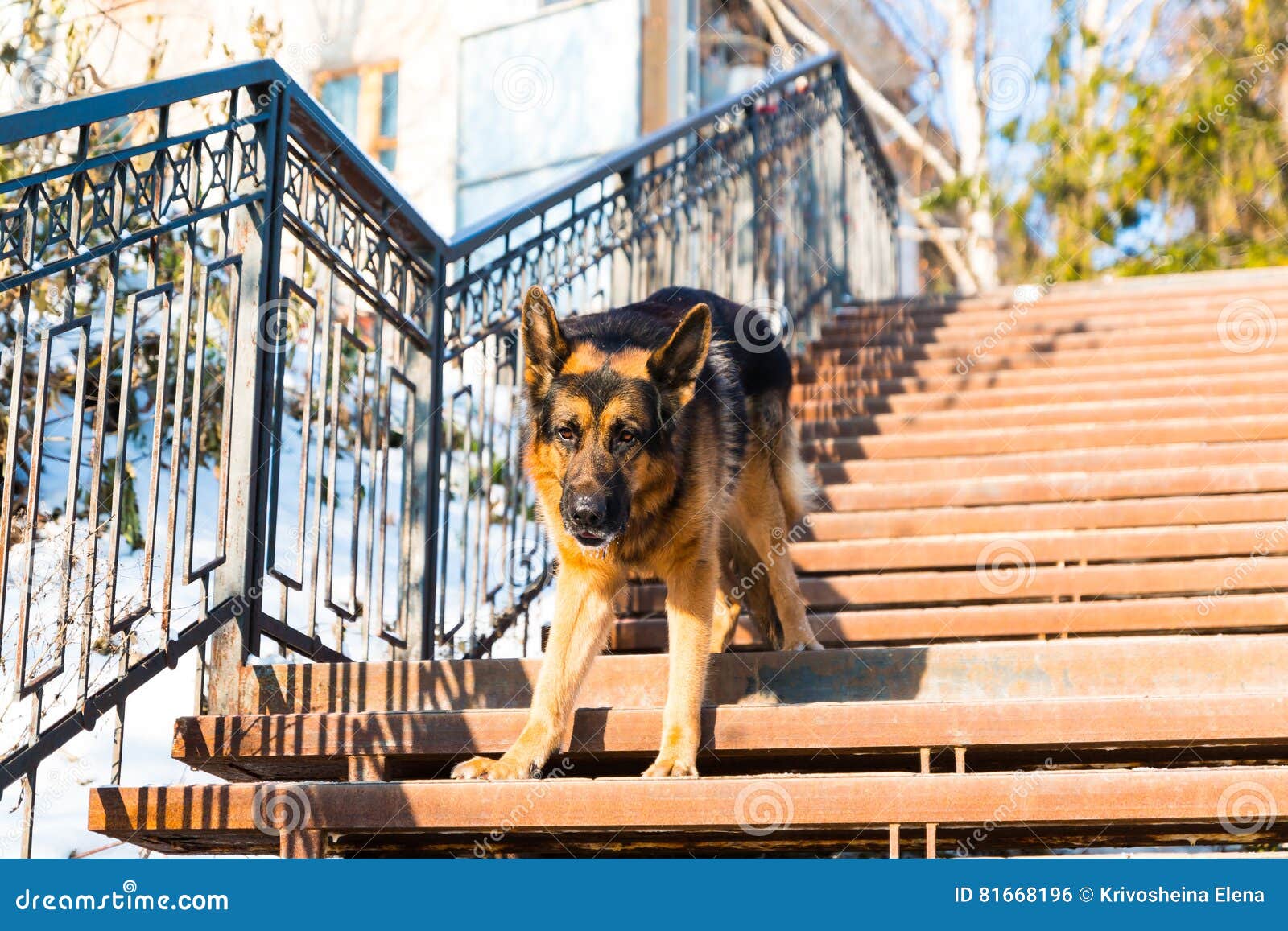Dog German Shepherd on the Steps Stock Photo - Image of confident, nose ...