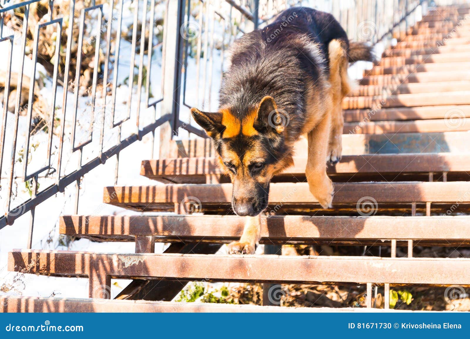 Dog German Shepherd on the Steps Stock Photo - Image of protection ...