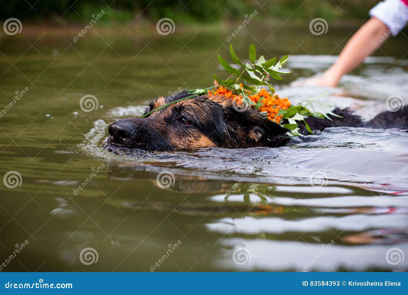 Dog German Shepherd in Water Stock Image - Image of pleasure, girl ...