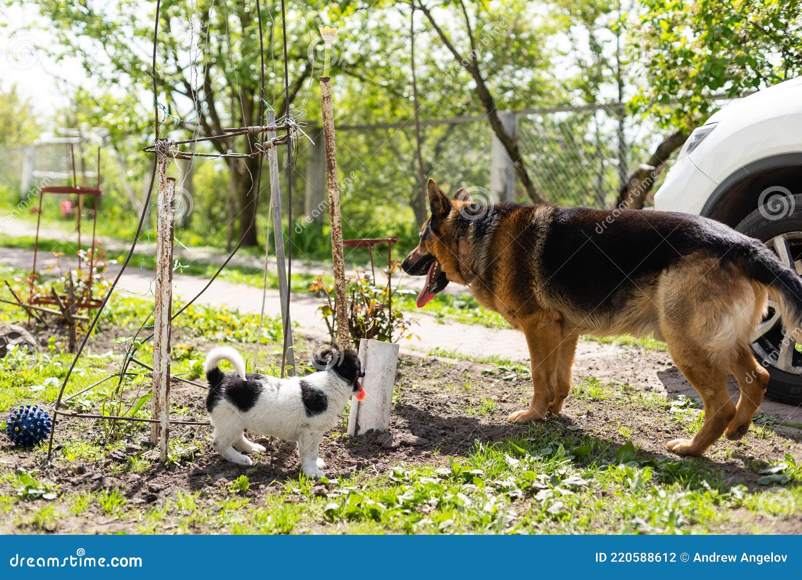 Dog, German Shepherd in the Yard Stock Photo - Image of dandelion ...