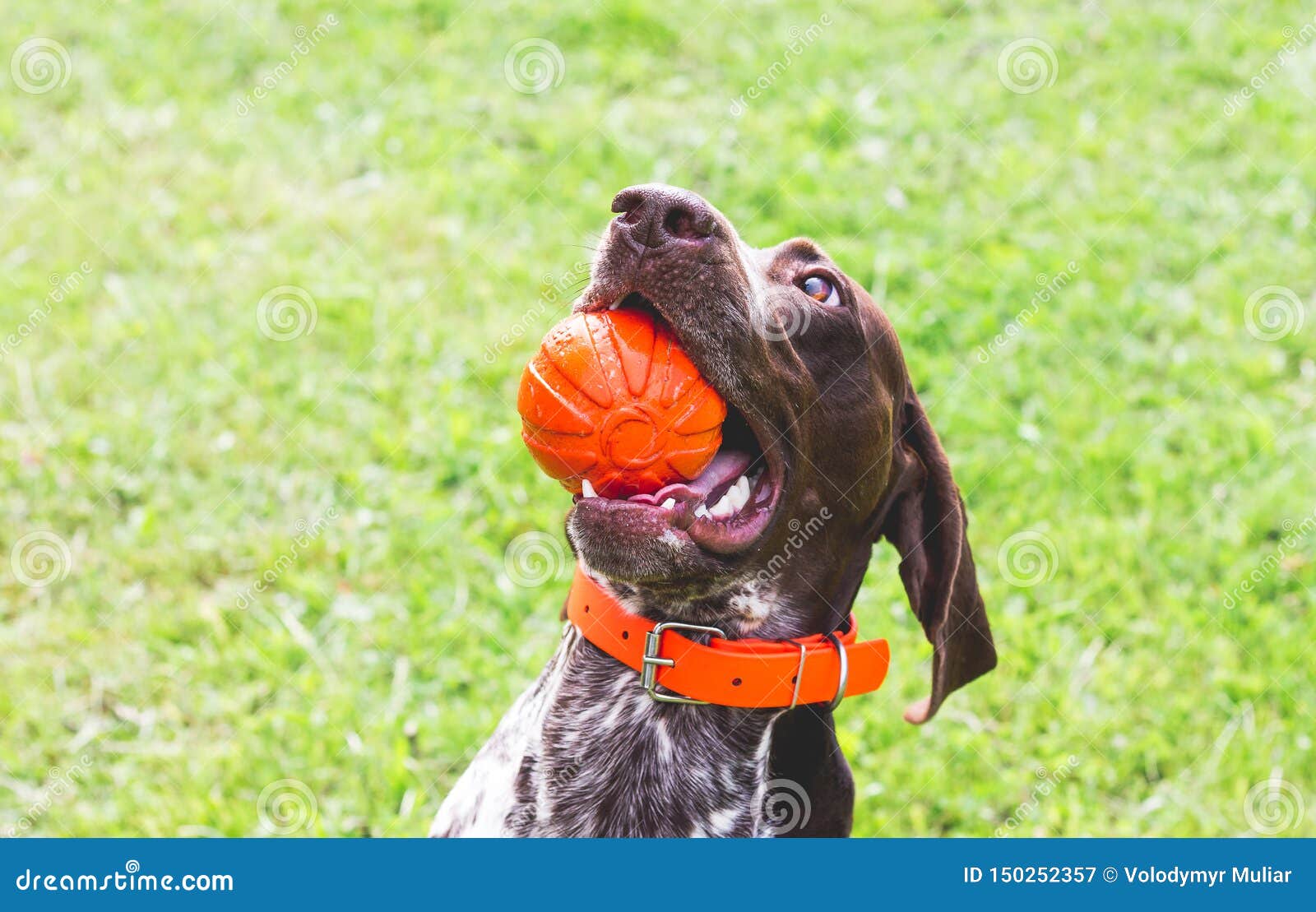 Dog German Shorthaired Pointer with Ball in the Teeth, Close-up ...