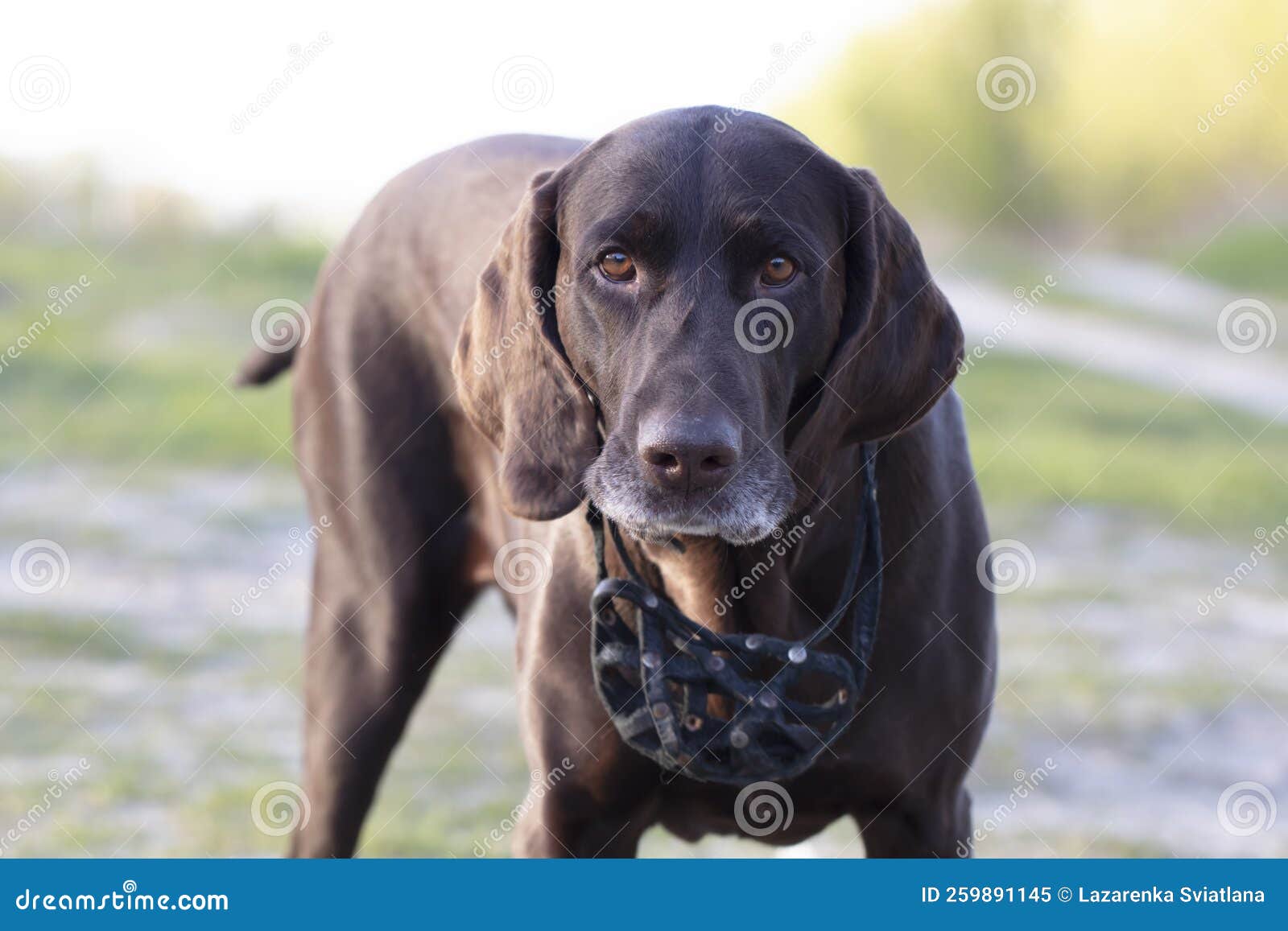 Dog German Shorthaired Pointer Breed Stock Image - Image of hunter ...