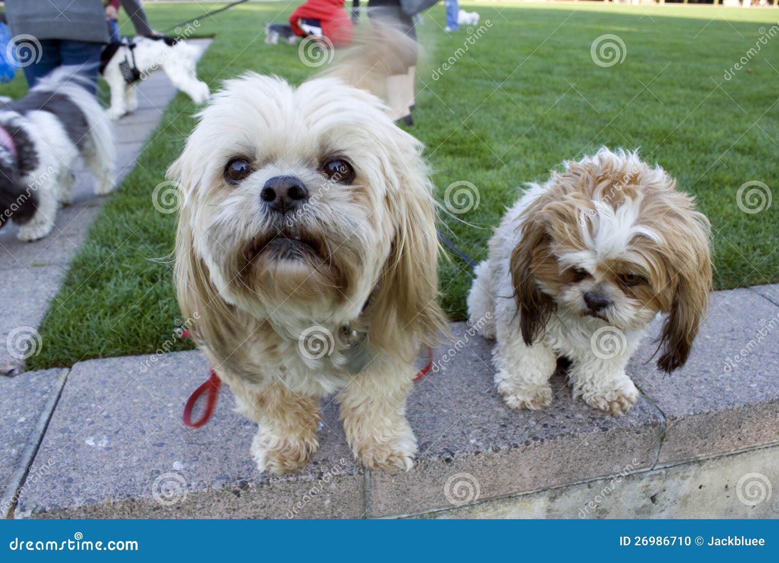 Lots Dogs Having Fun Photos - Free & Royalty-Free Stock Photos from ...