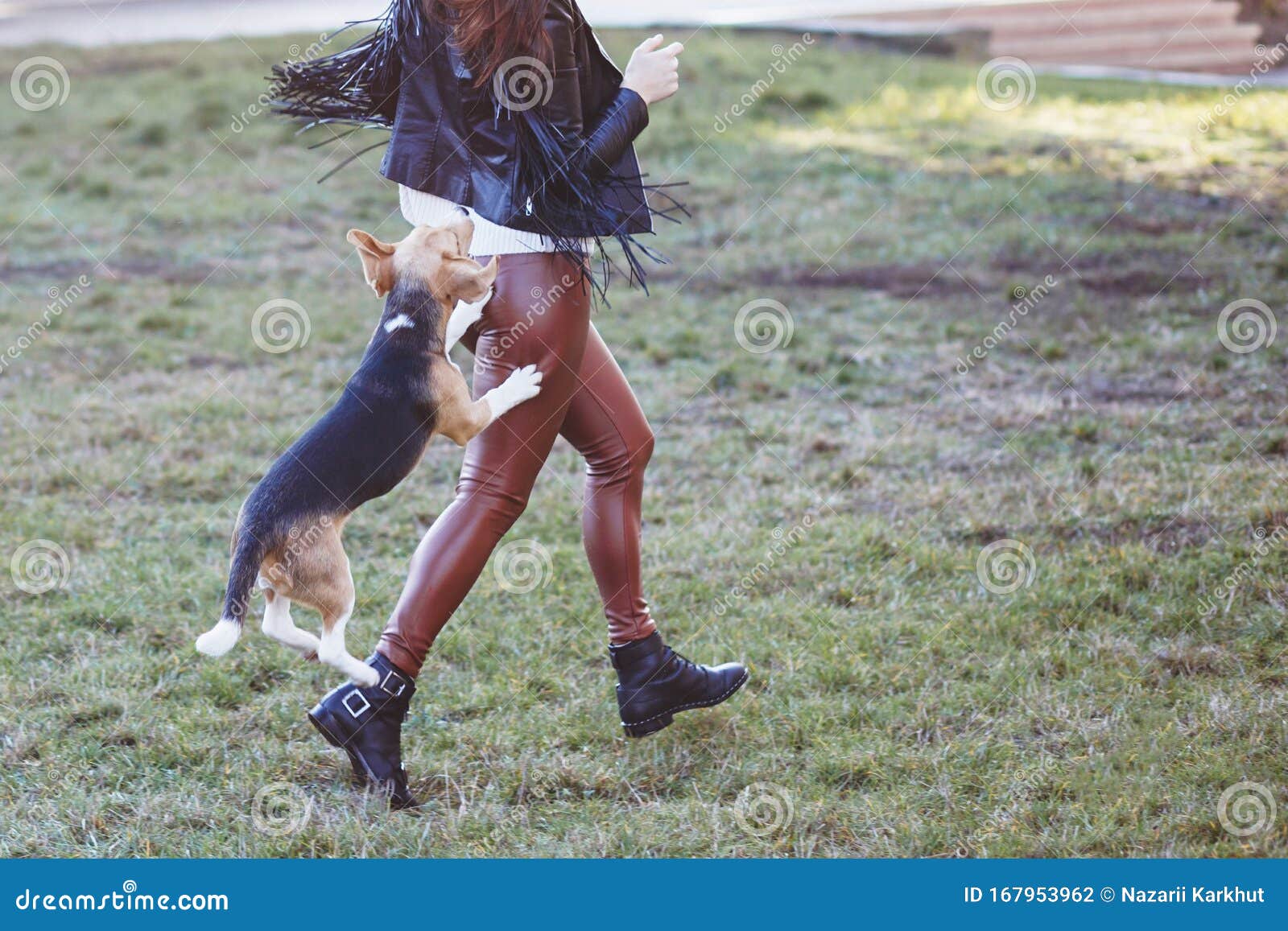The Dog is Getting Ready To Bite the Girl Stock Photo - Image of ...