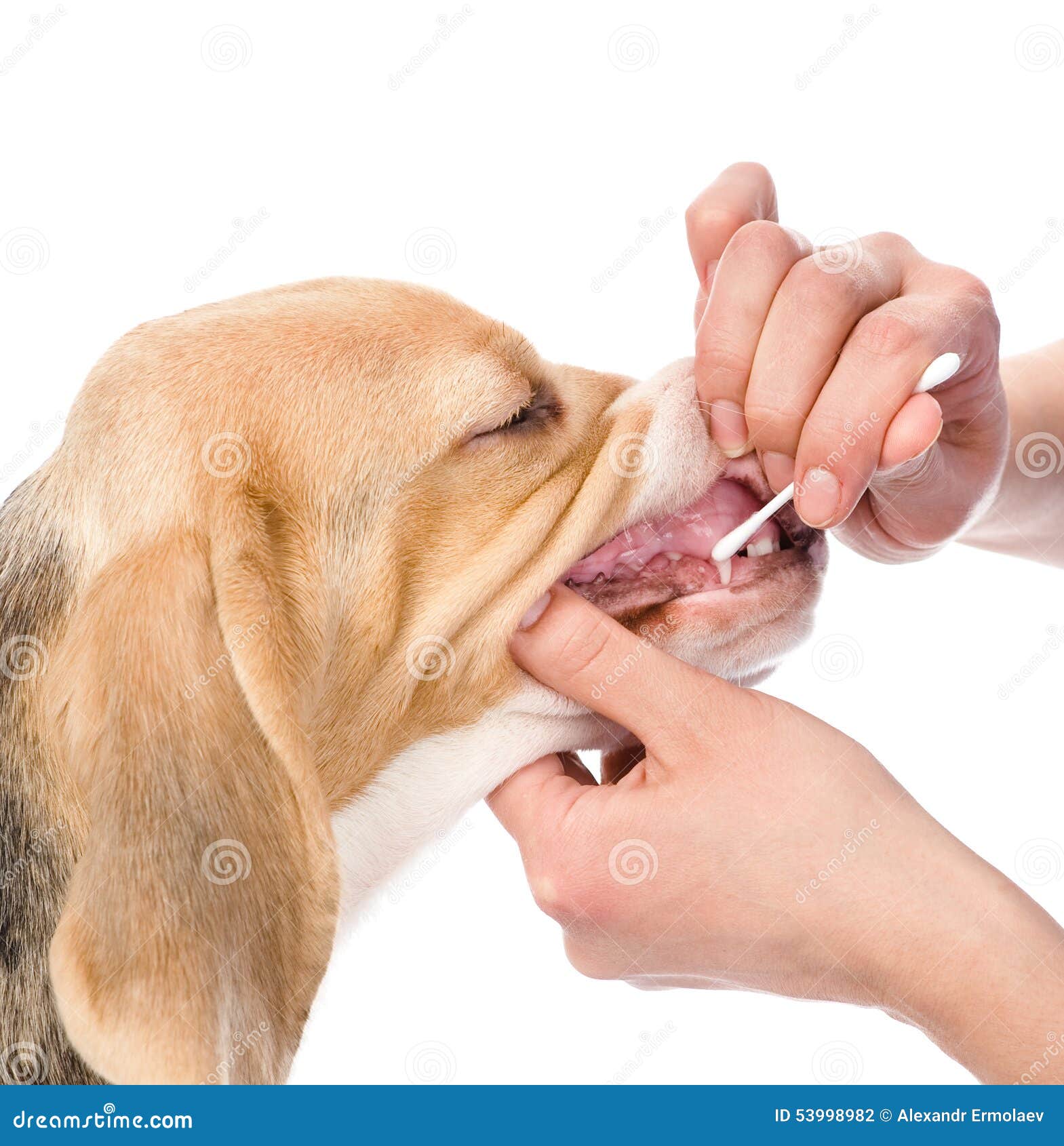 Dog Getting Teeth Examined by Veterinarian Stock Photo - Image of ...